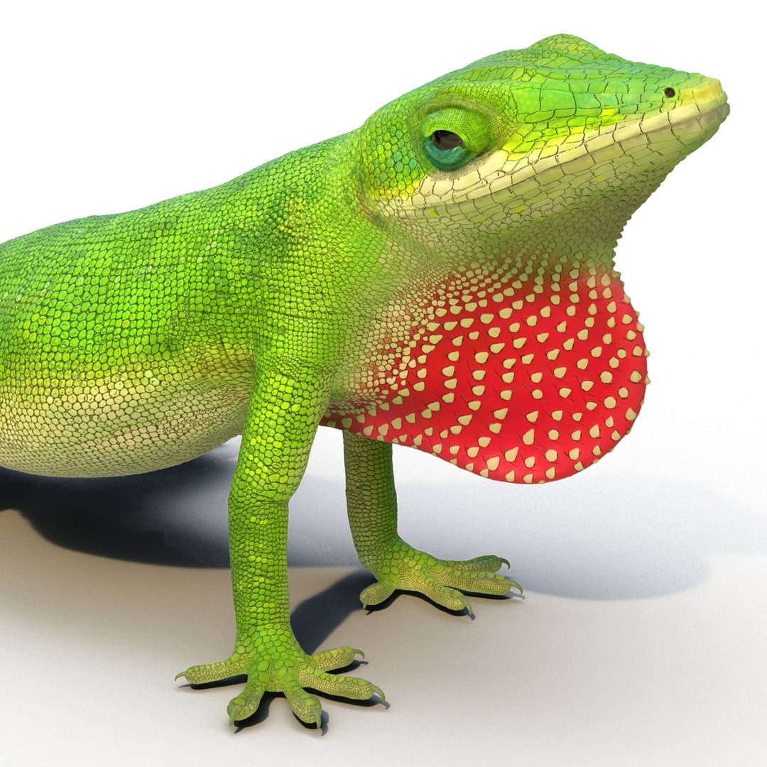 3d Carolina Anole Lizard Pose Model