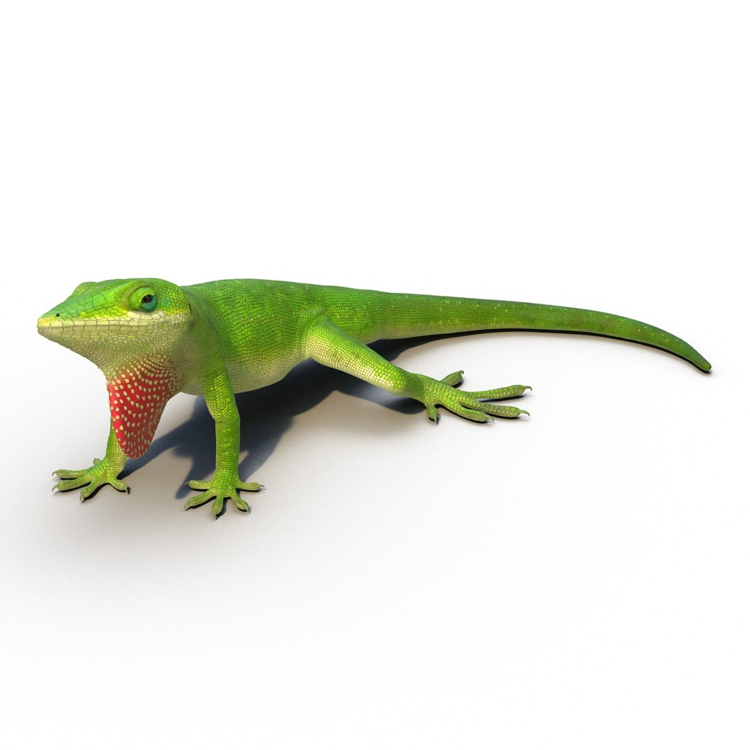 3d Carolina Anole Lizard Pose Model