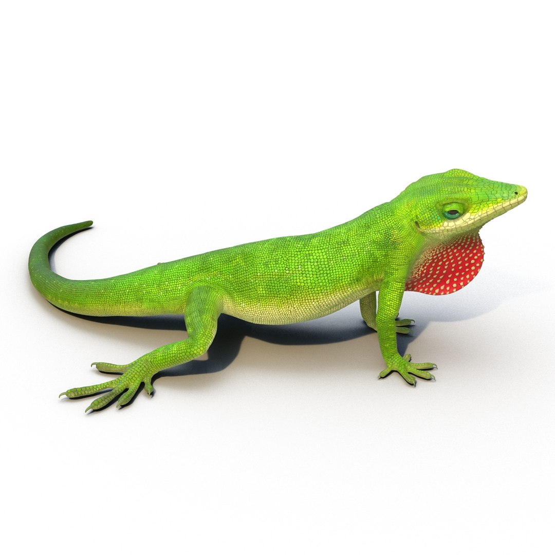 3d Carolina Anole Lizard Pose Model