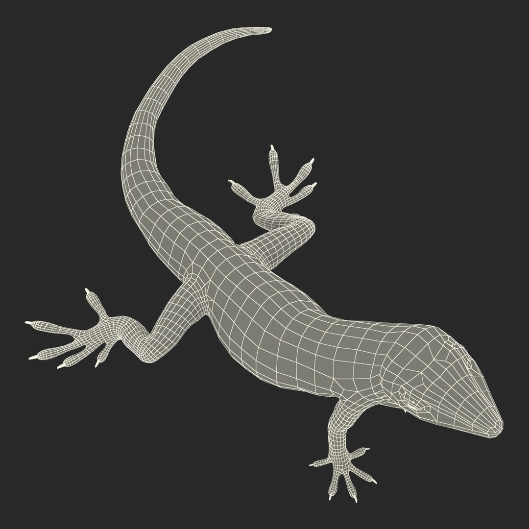 3d carolina anole lizard pose model