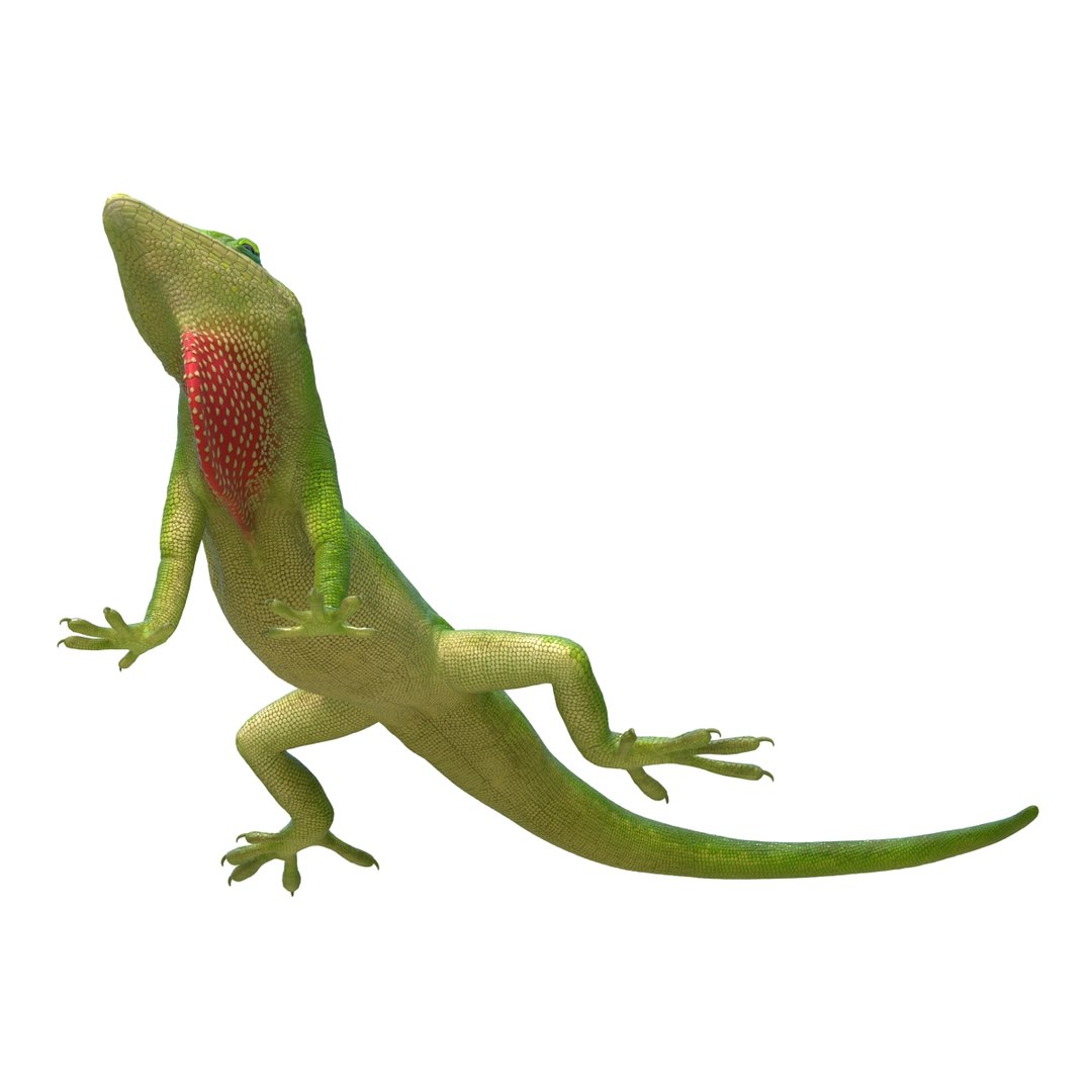 3d Carolina Anole Lizard Pose Model