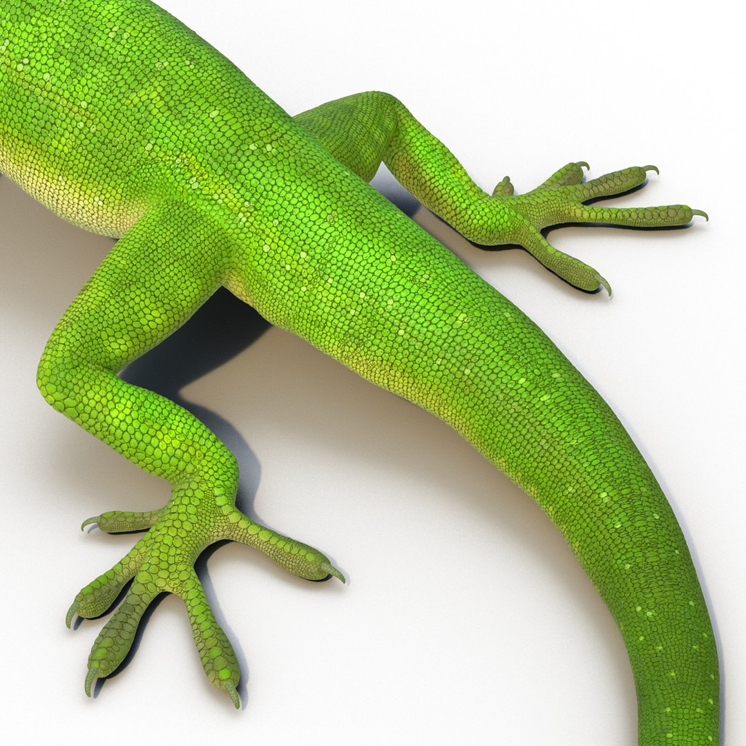 3d Carolina Anole Lizard Pose Model