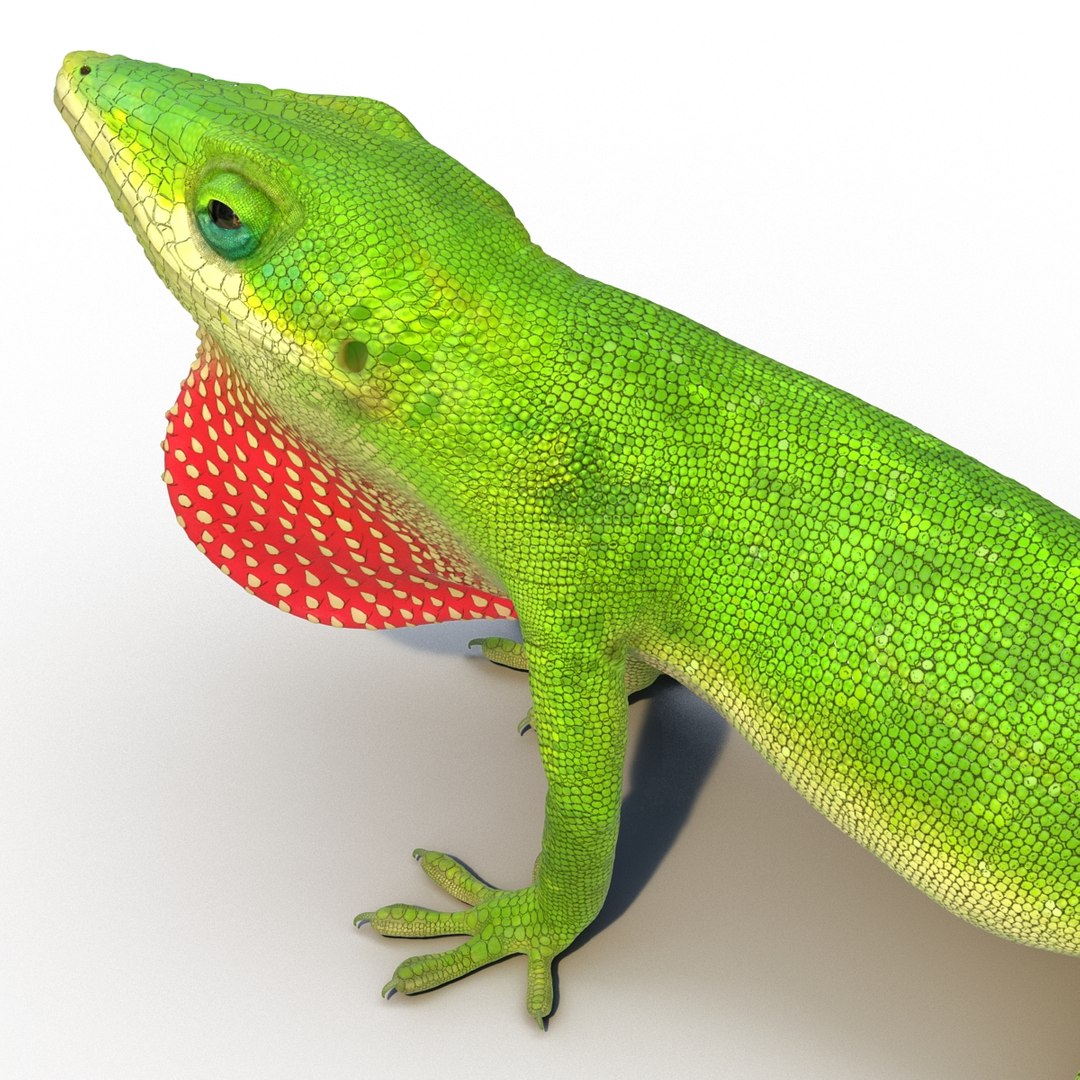 3d Carolina Anole Lizard Pose Model