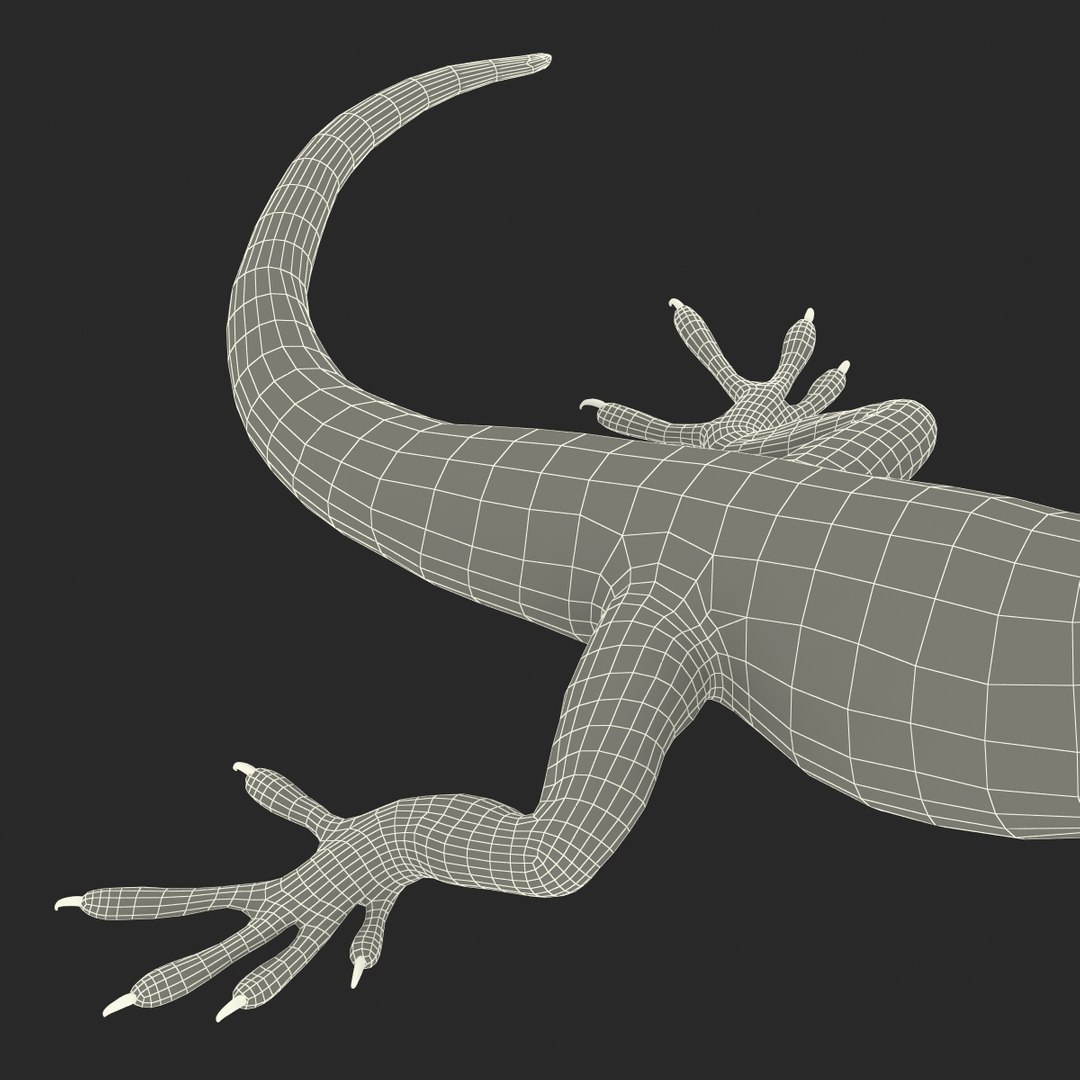 3d carolina anole lizard pose model