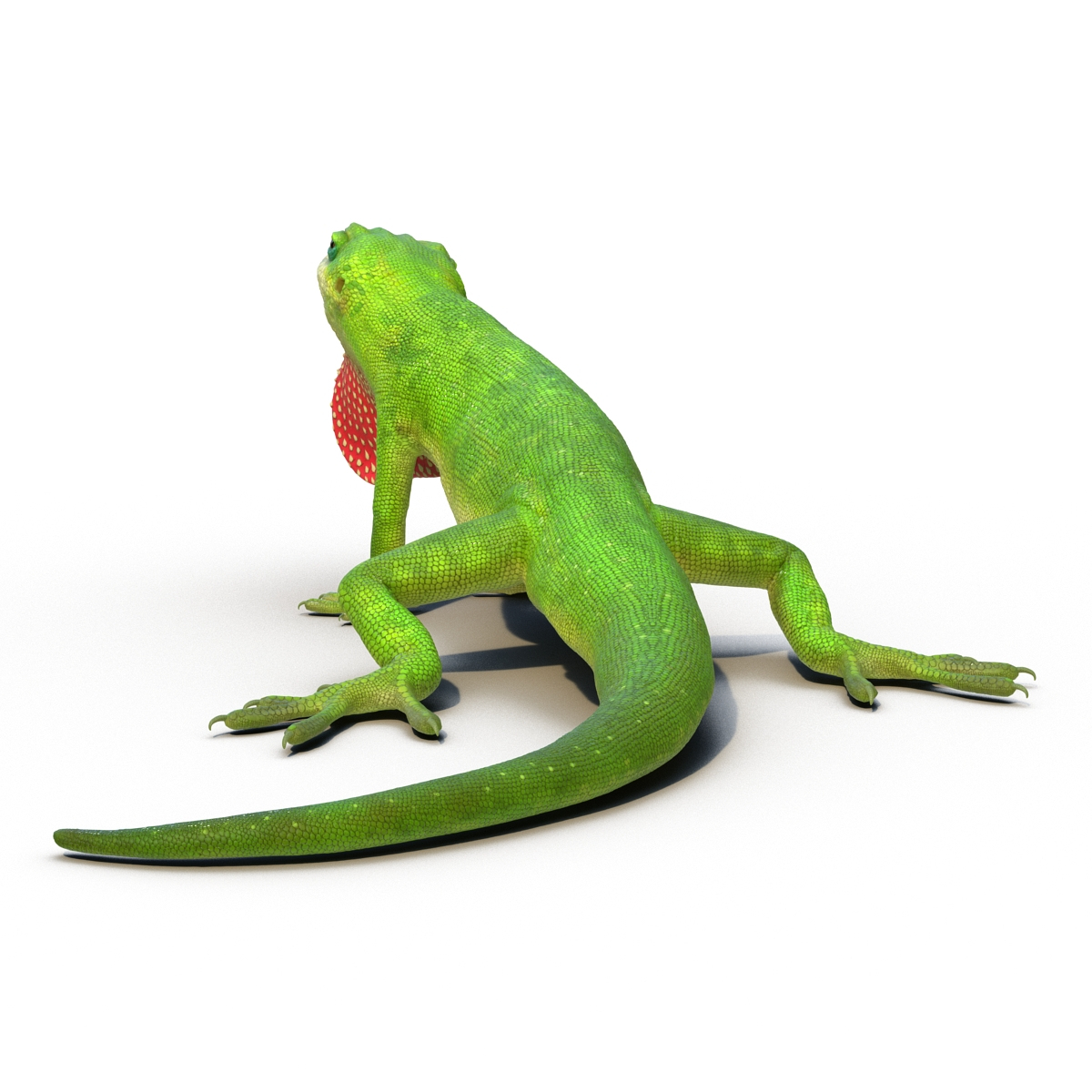3d carolina anole lizard pose model