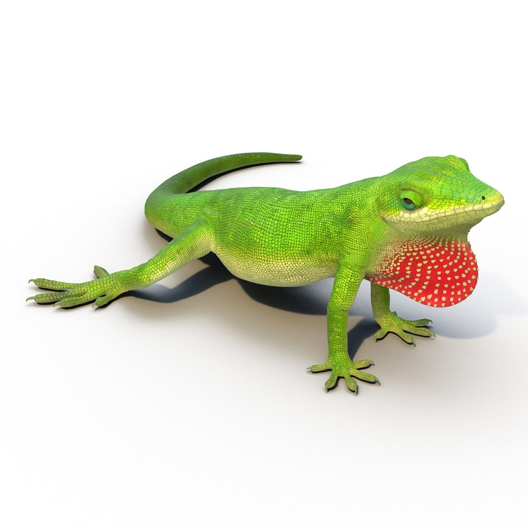 3d Carolina Anole Lizard Pose Model