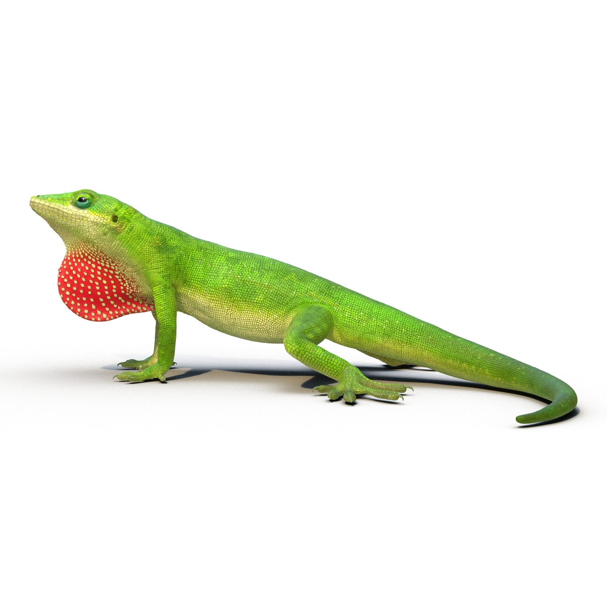 3d carolina anole lizard pose model