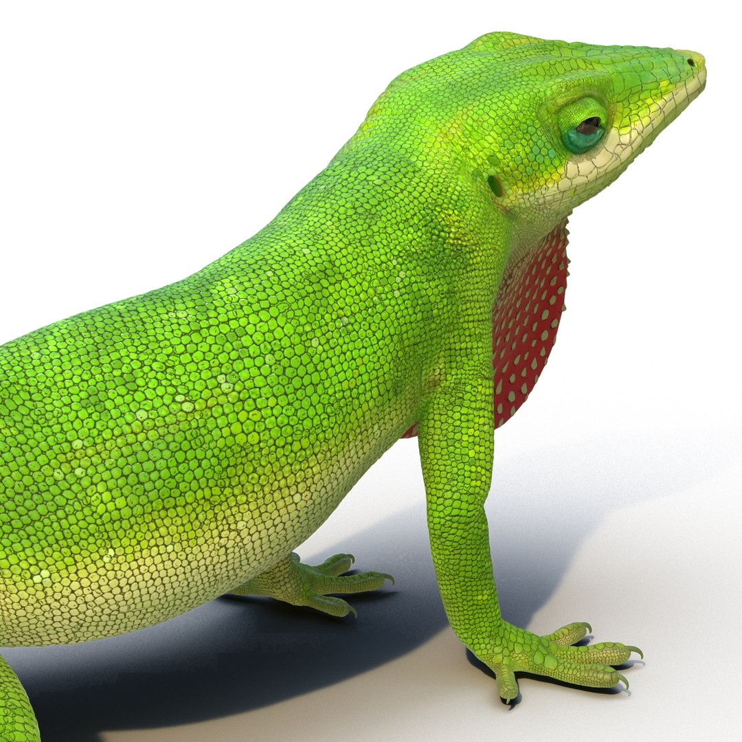3d Carolina Anole Lizard Pose Model
