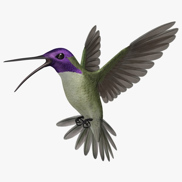 Hummingbird 3D Models for Download | TurboSquid