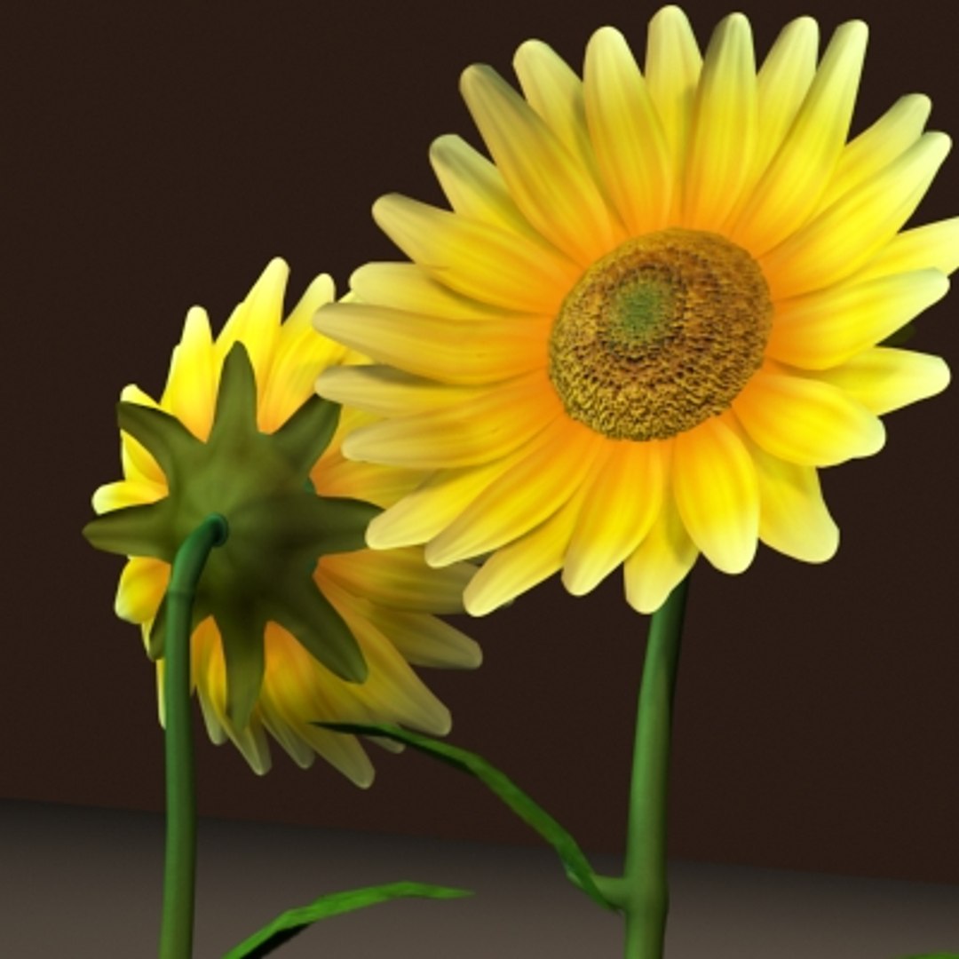 Sunflower Flower 3d Model