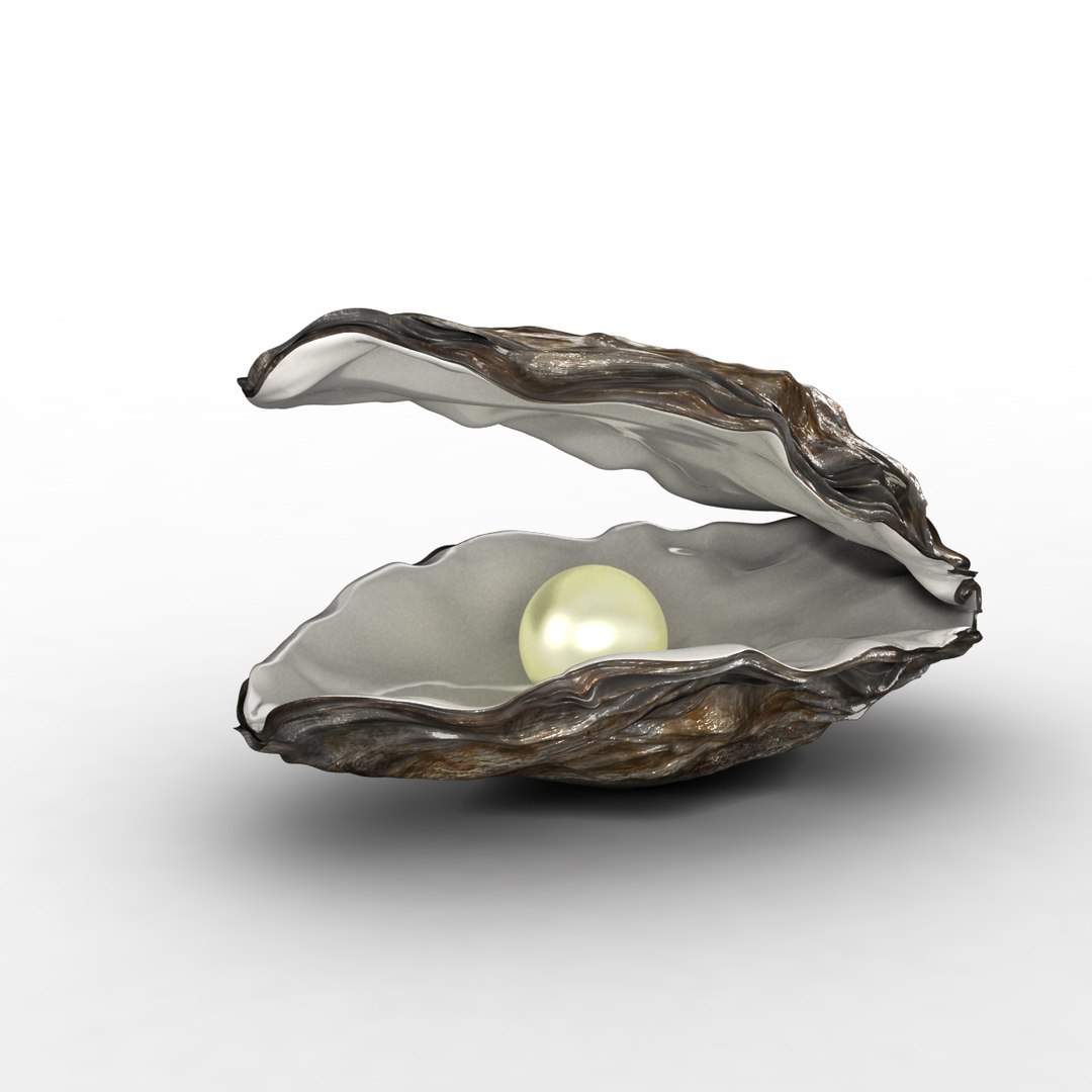 3d oyster shell