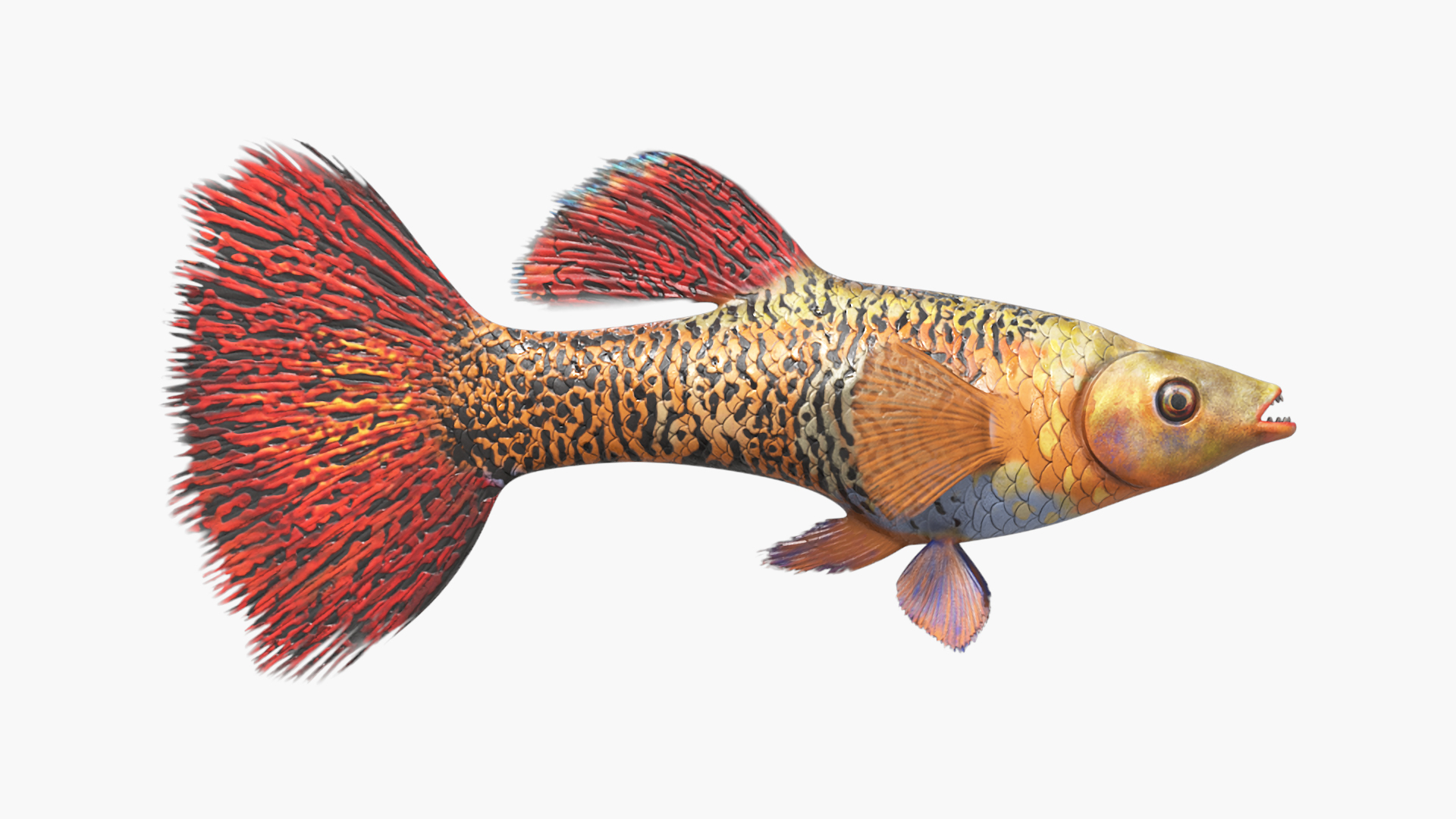 Guppy Fish Red Snake Rigged For Maya 3D Model - TurboSquid 2279016