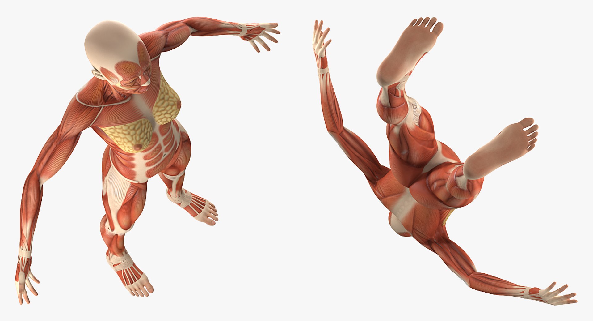 Female Muscular Anatomy 3D Model - TurboSquid 1246353