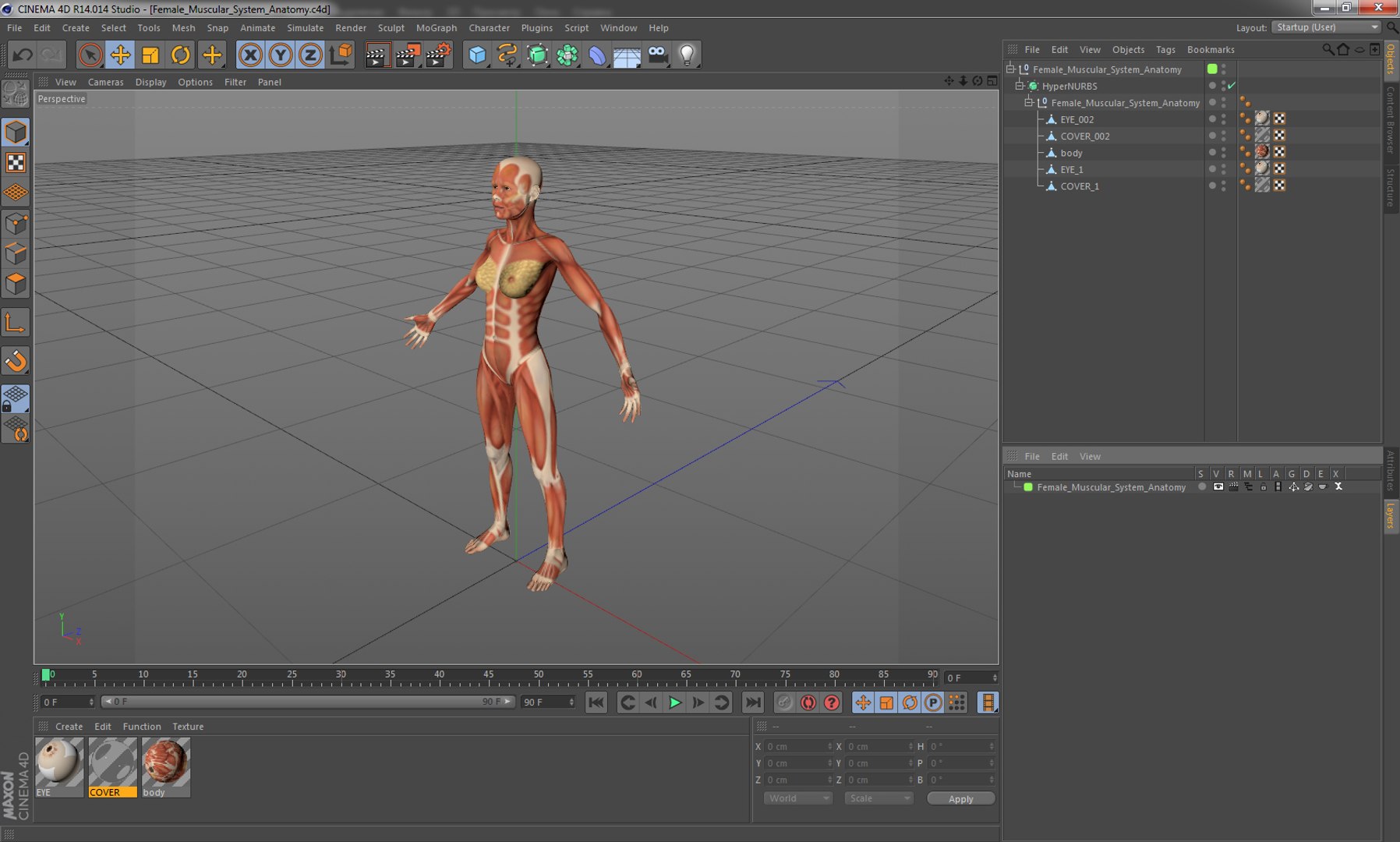 Female Muscular Anatomy 3D Model - TurboSquid 1246353