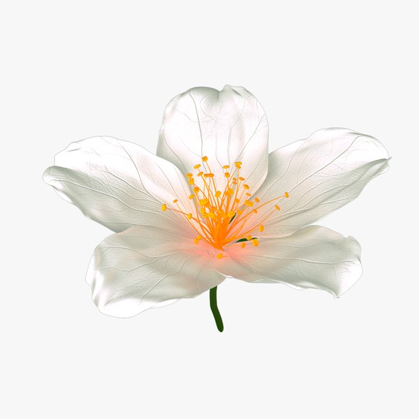 modelo 3d Animación realista de la floración de la flor de jazmín ...