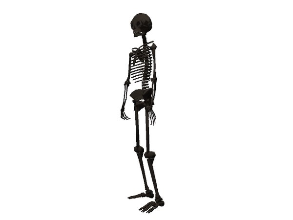 Free Human Skeleton 3D Models for Download | TurboSquid