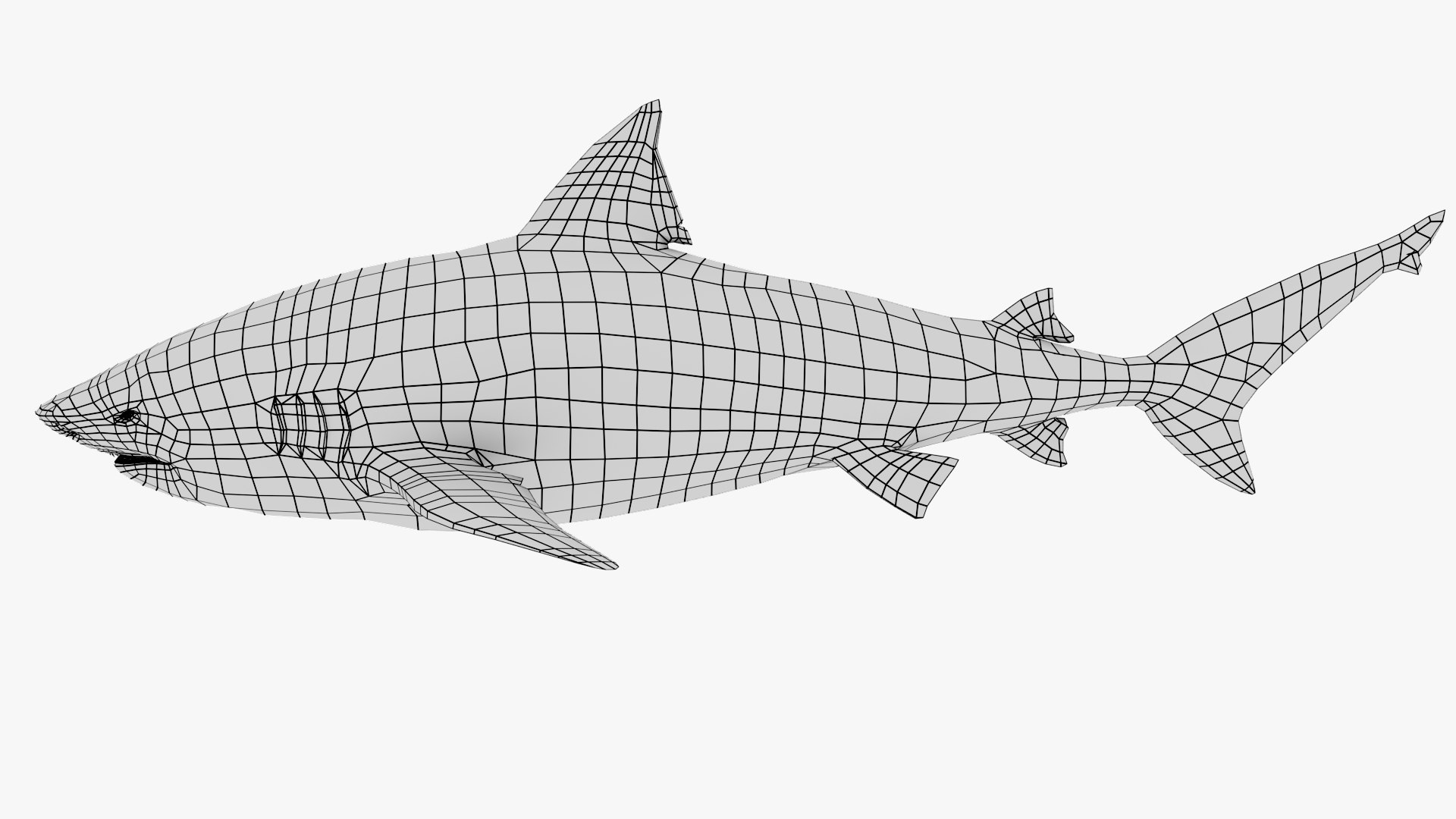 3D Bull Shark Base Mesh - TurboSquid 2152474
