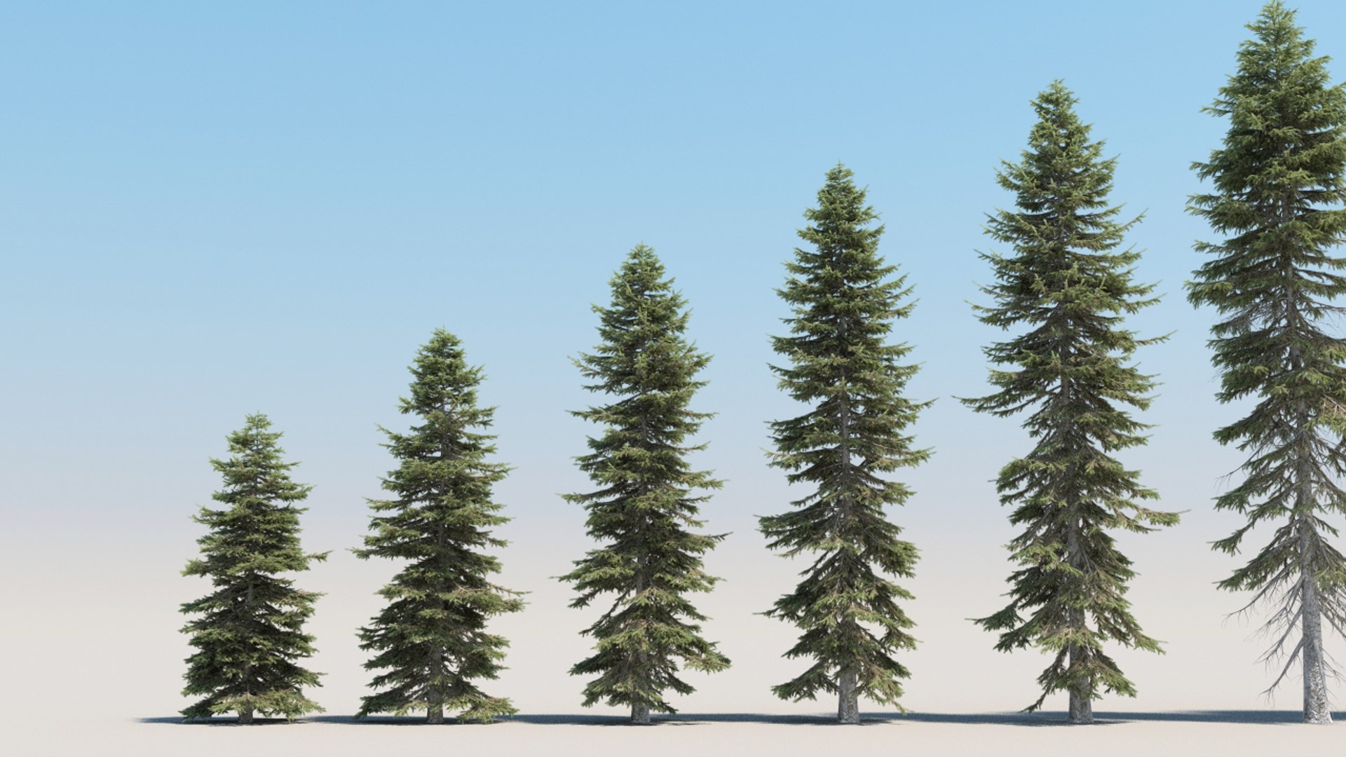 3d 20 Picea Trees