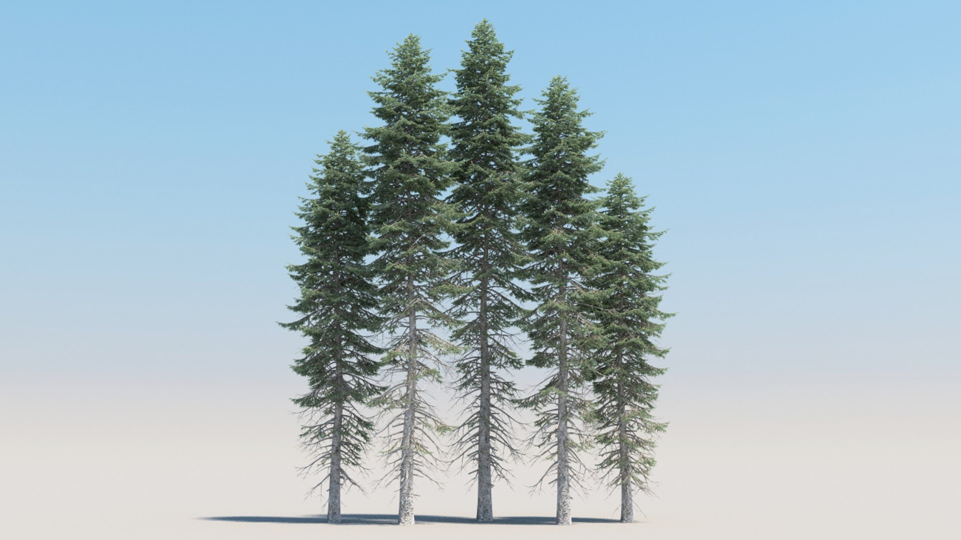 3d 20 picea trees