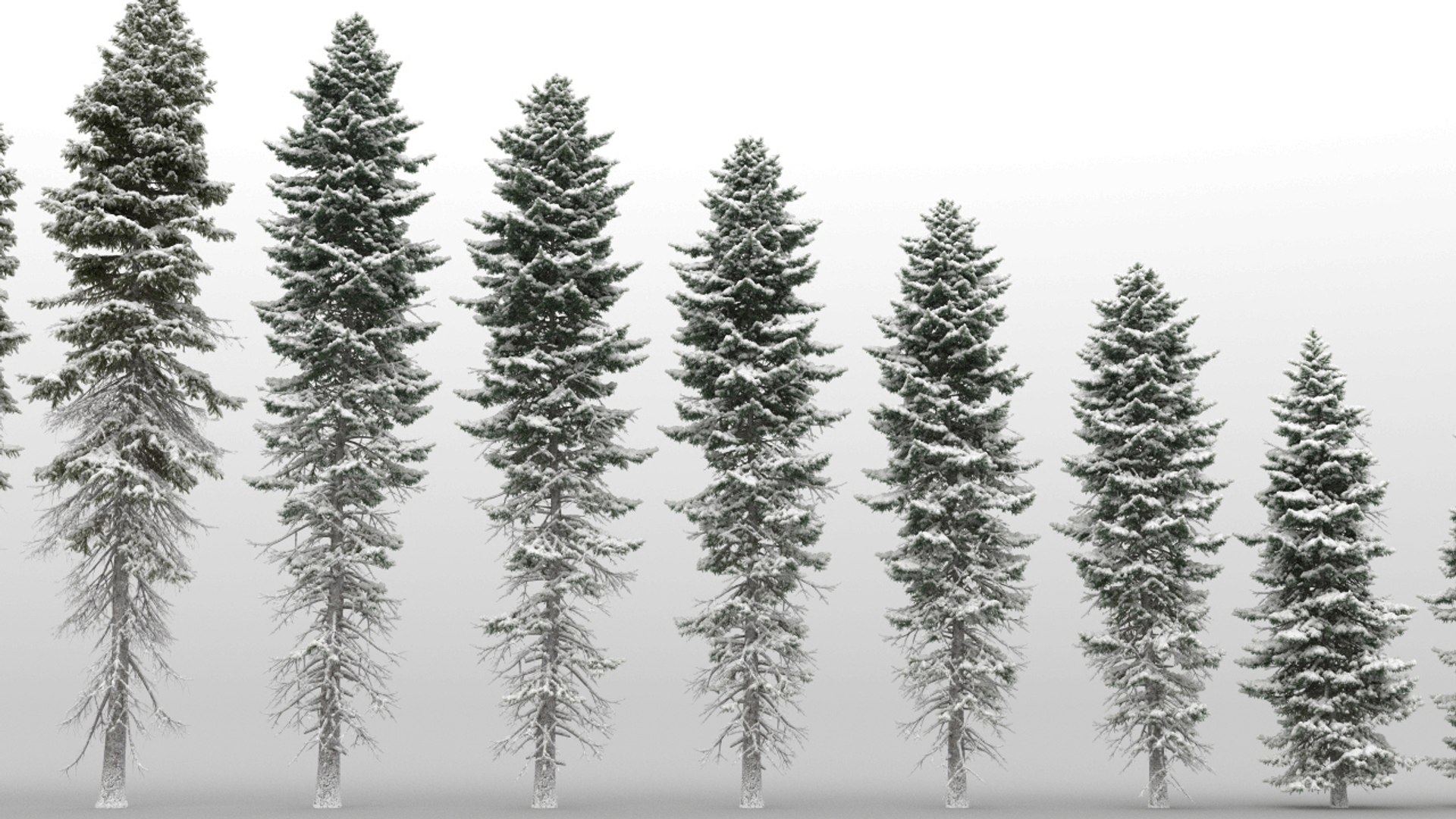 3d 20 picea trees