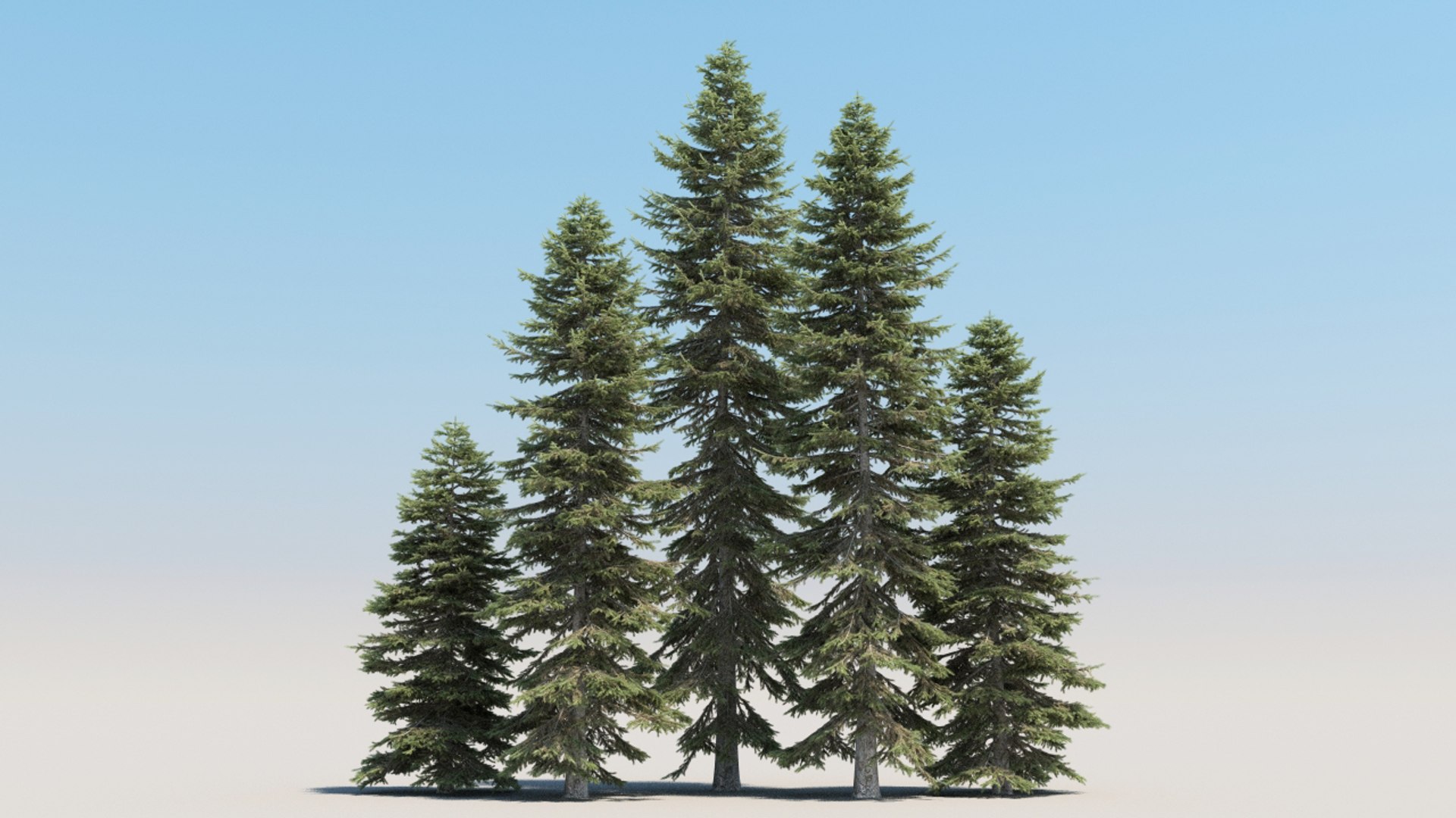 3d 20 picea trees