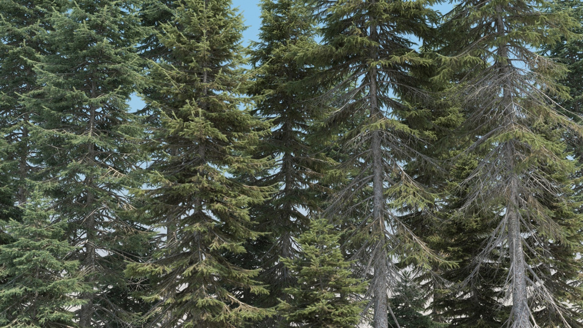 3d 20 Picea Trees