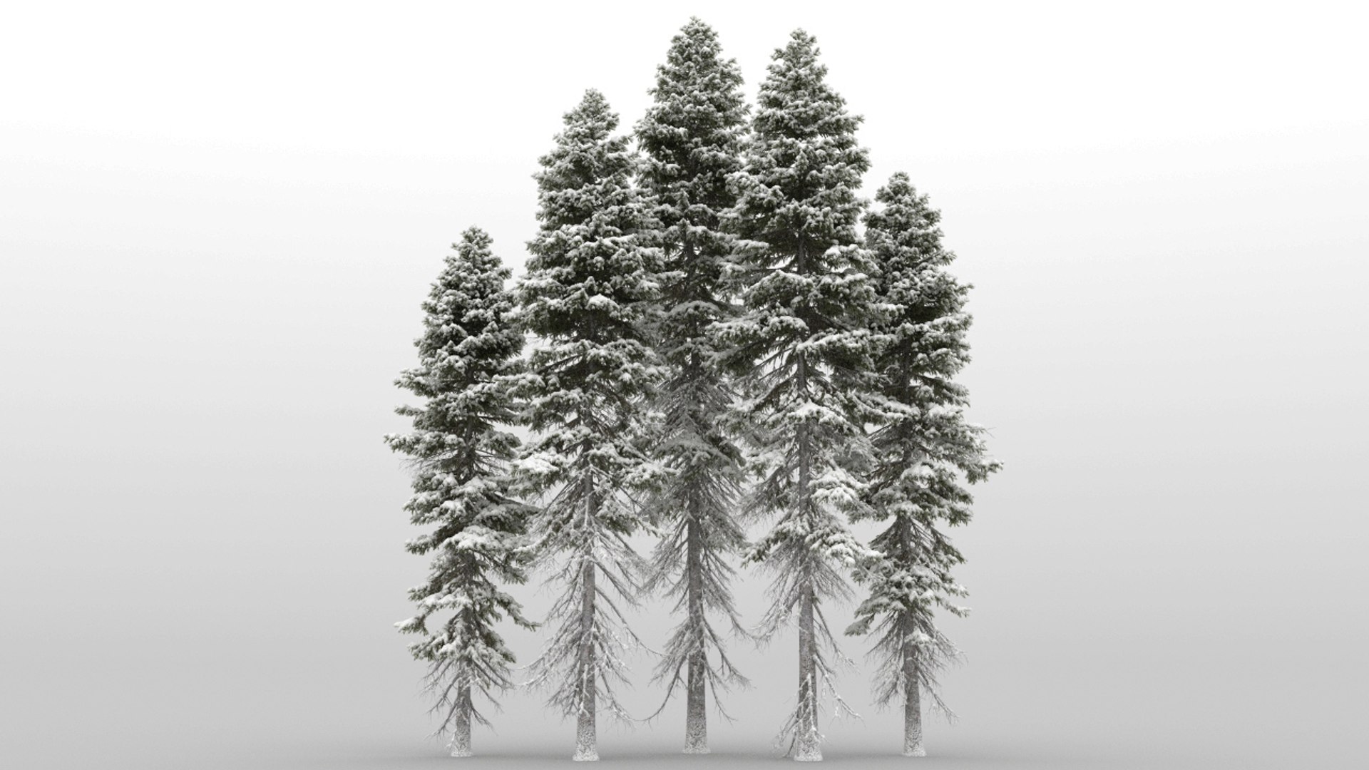 3d 20 picea trees