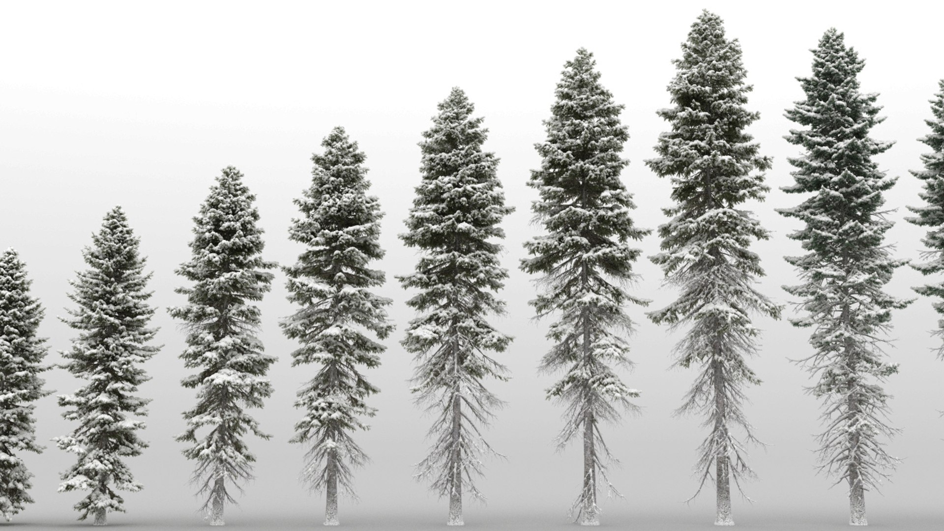 3d 20 Picea Trees