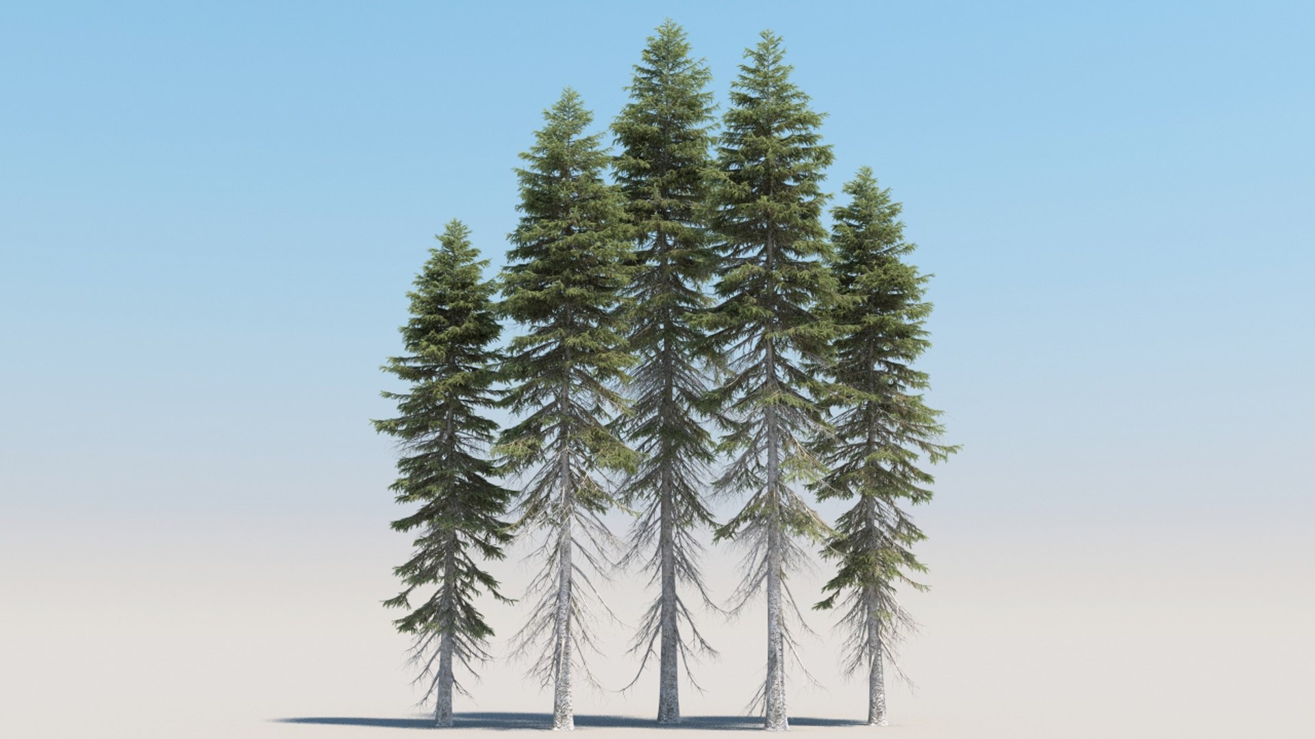3d 20 picea trees