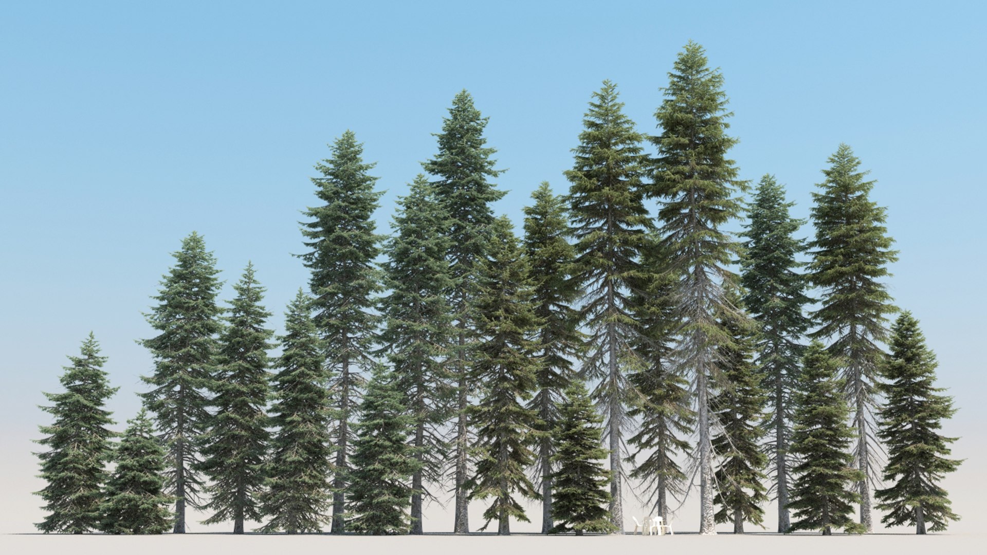 3d 20 Picea Trees