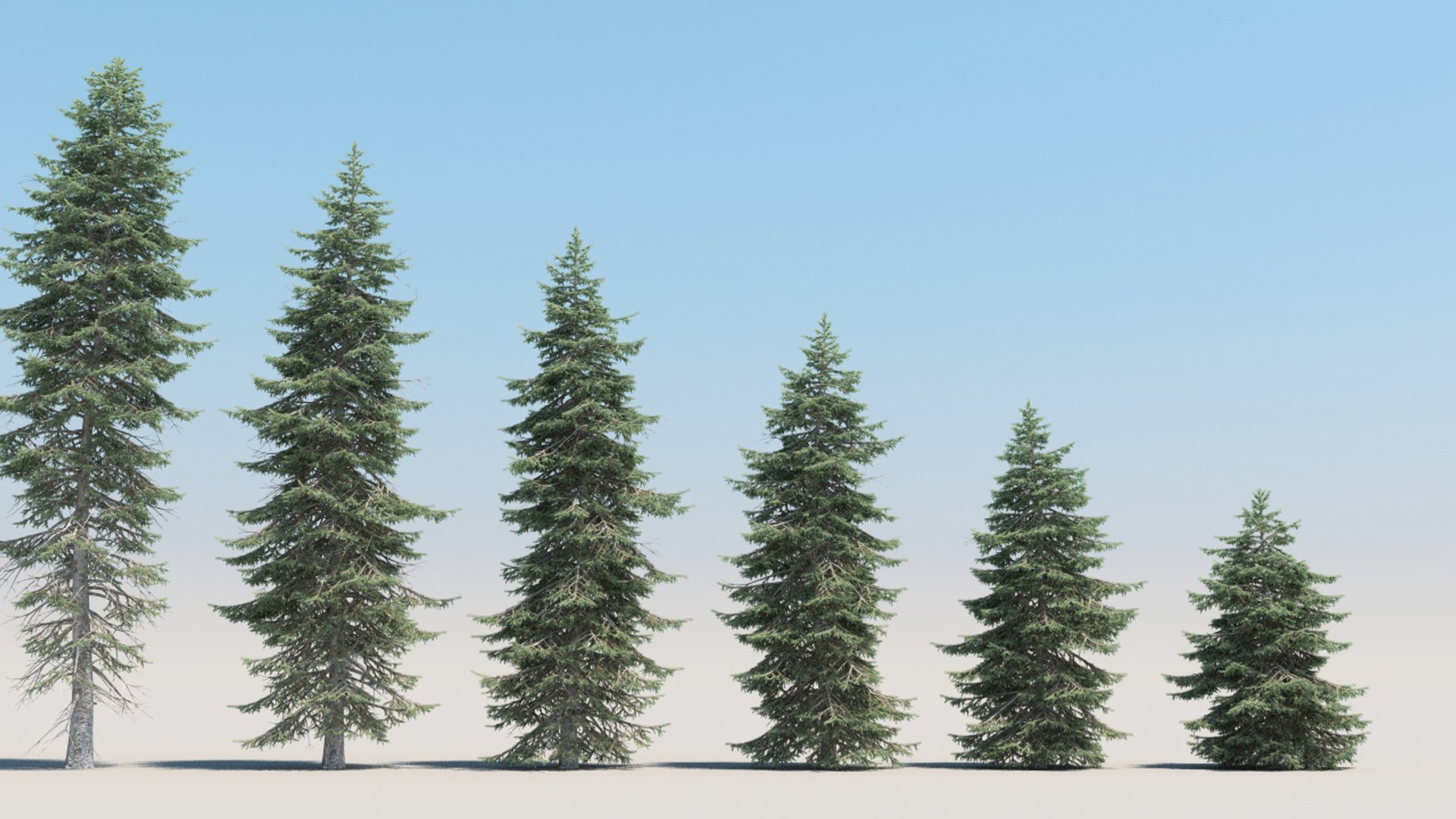 3d 20 Picea Trees