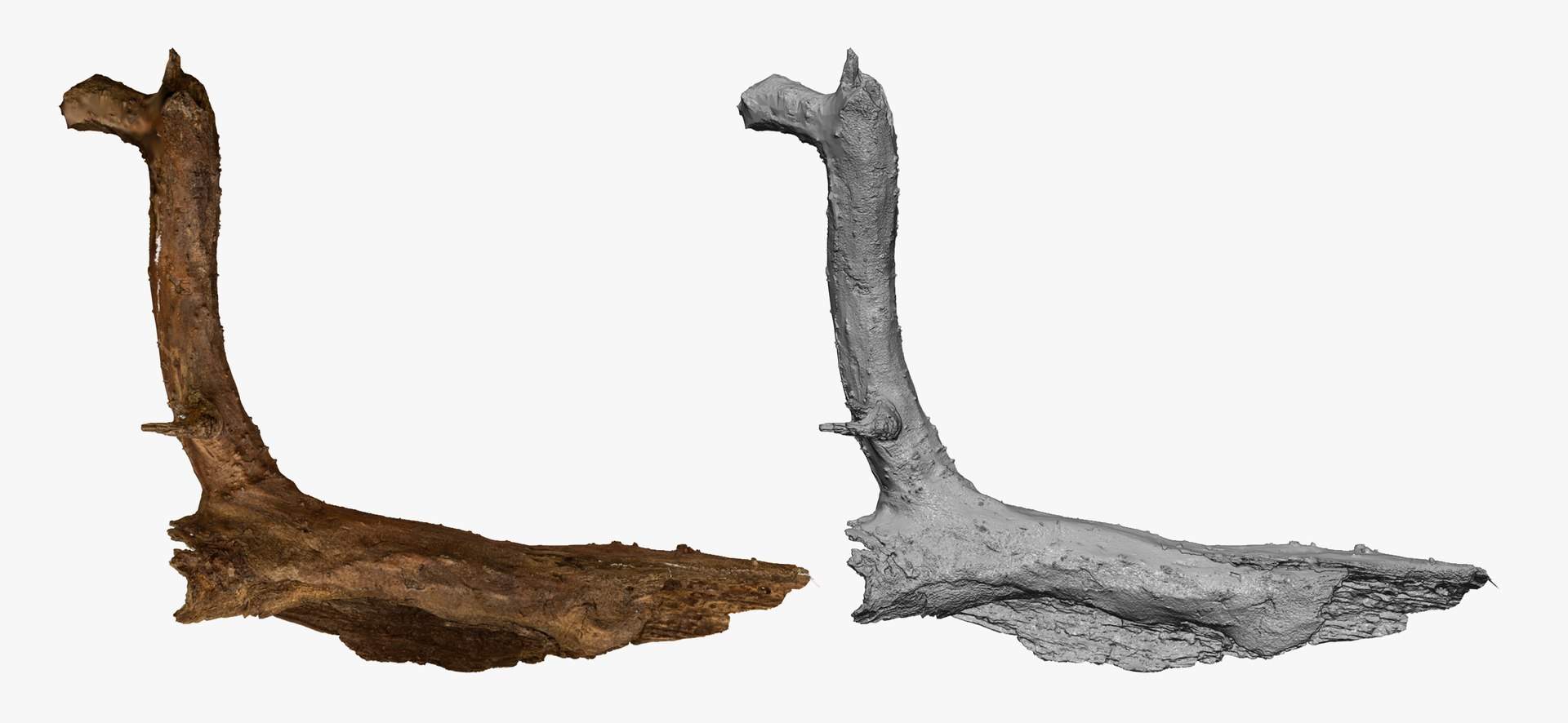 3D Broken Tree Bark Piece 01 RAW Scan Model - TurboSquid 2143333