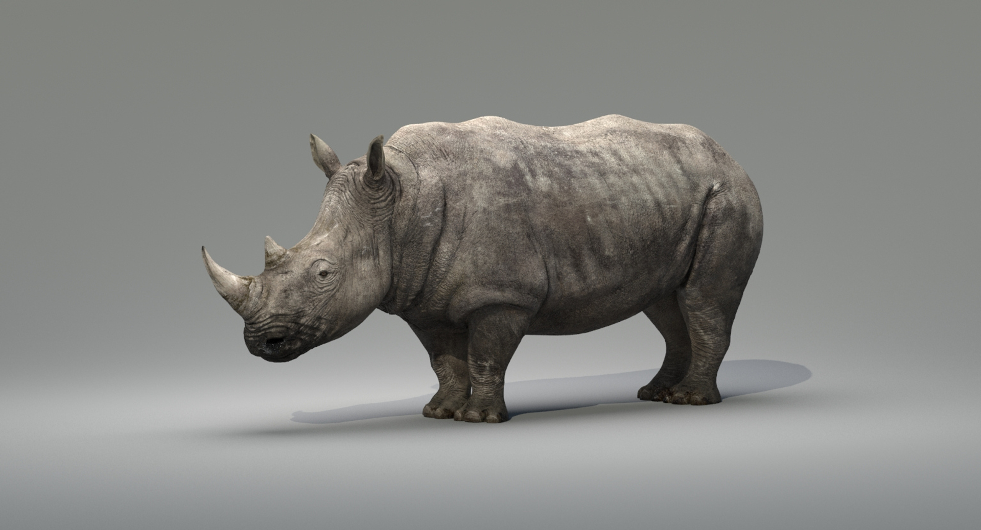 Rhino Rigging Animation 3D - TurboSquid 1197965
