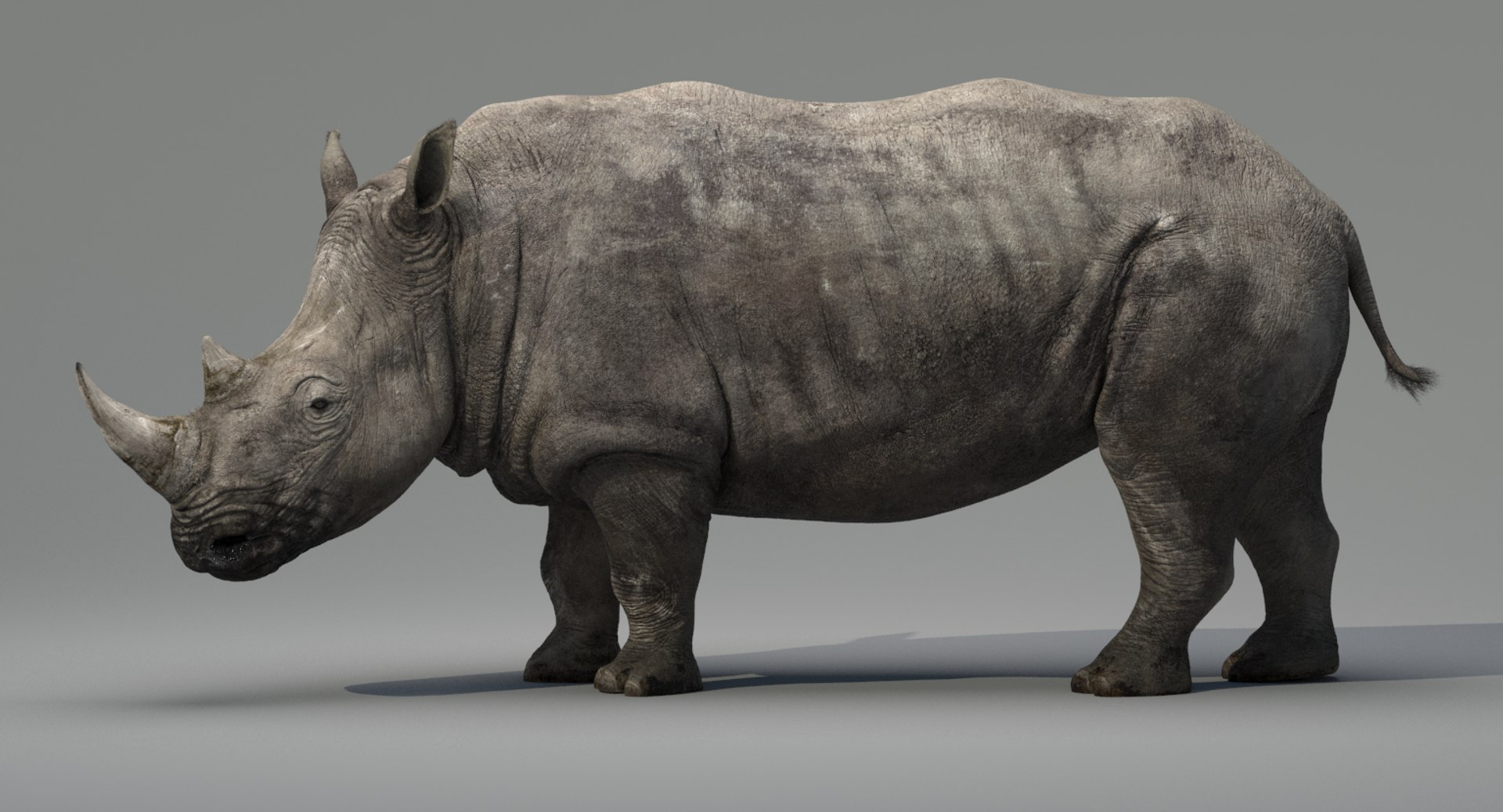 Rhino rigging animation 3D - TurboSquid 1197965