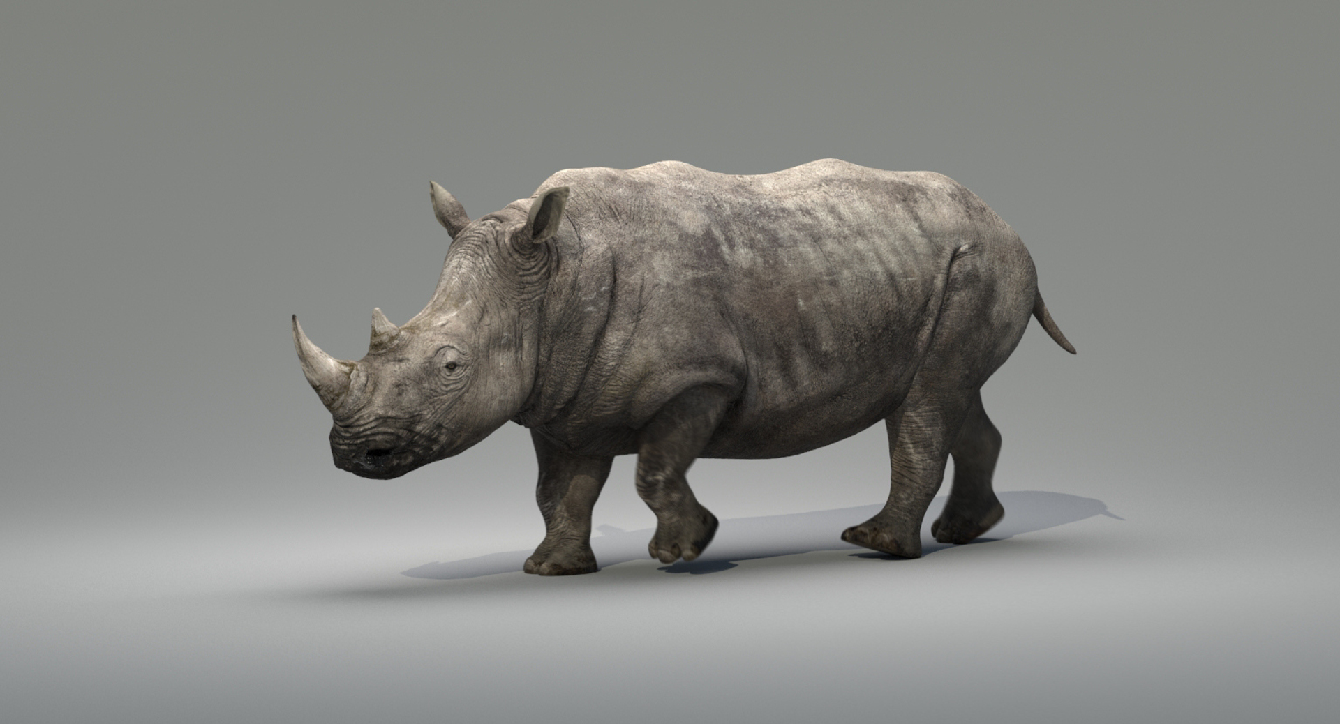 Rhino Rigging Animation 3D - TurboSquid 1197965
