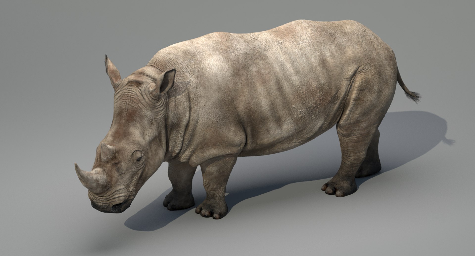 Rhino rigging animation 3D - TurboSquid 1197965
