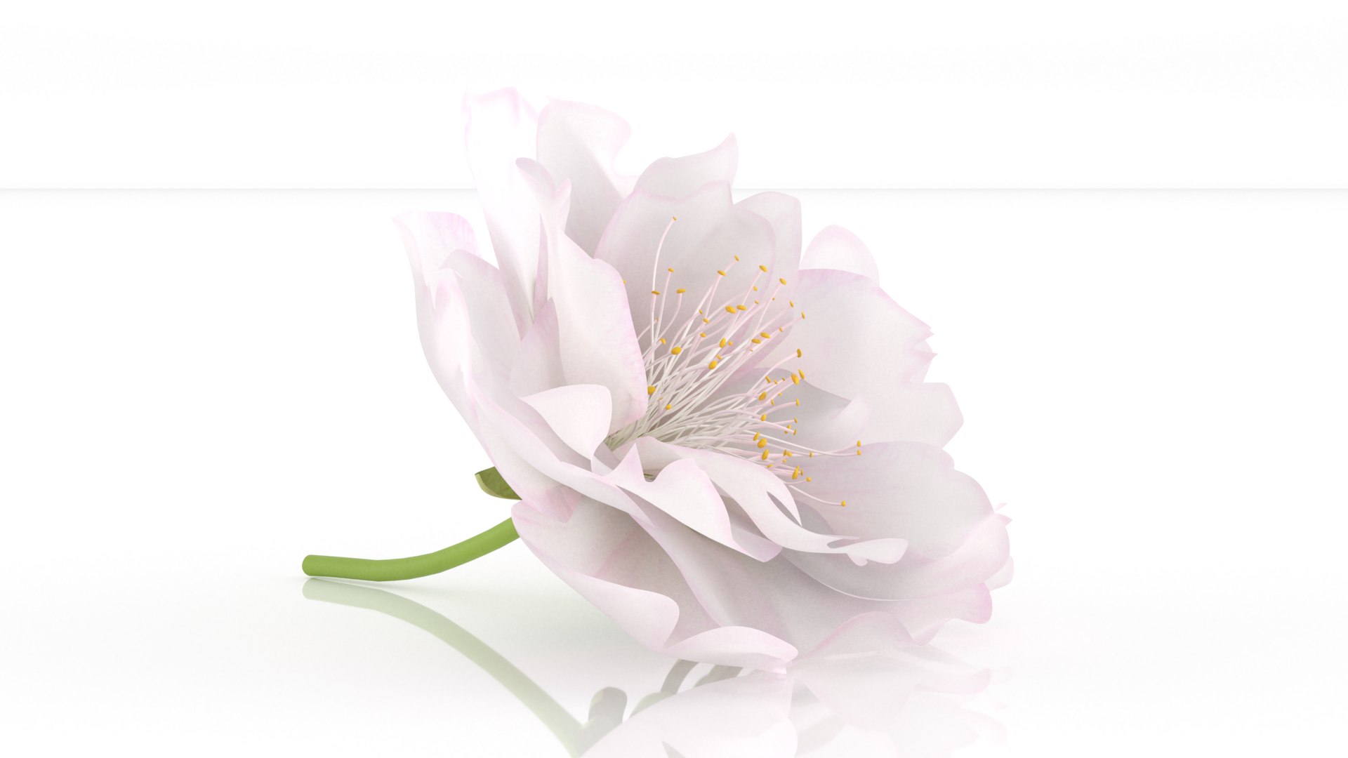 3D Hanami Flowers Sakura Blossom Model - TurboSquid 1651795