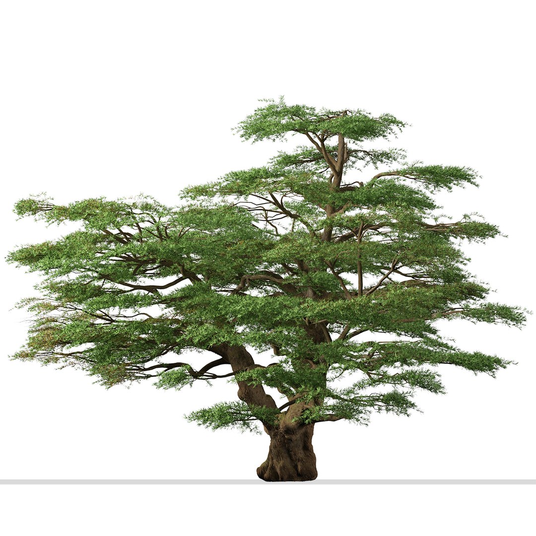 3D Set Of Lebanon Cedar Or Cedrus Libani Tree - 2 Trees - TurboSquid ...
