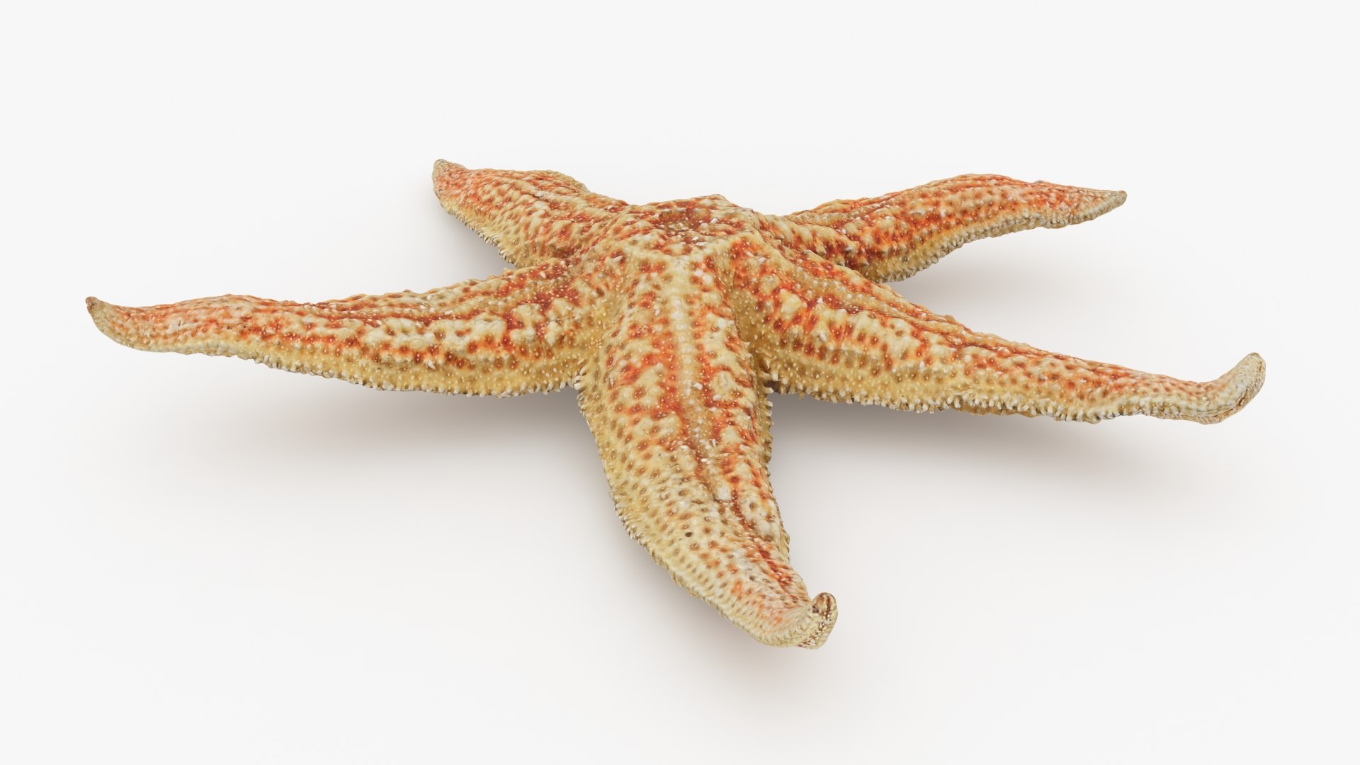 3D Common Starfish 02 - TurboSquid 2317540