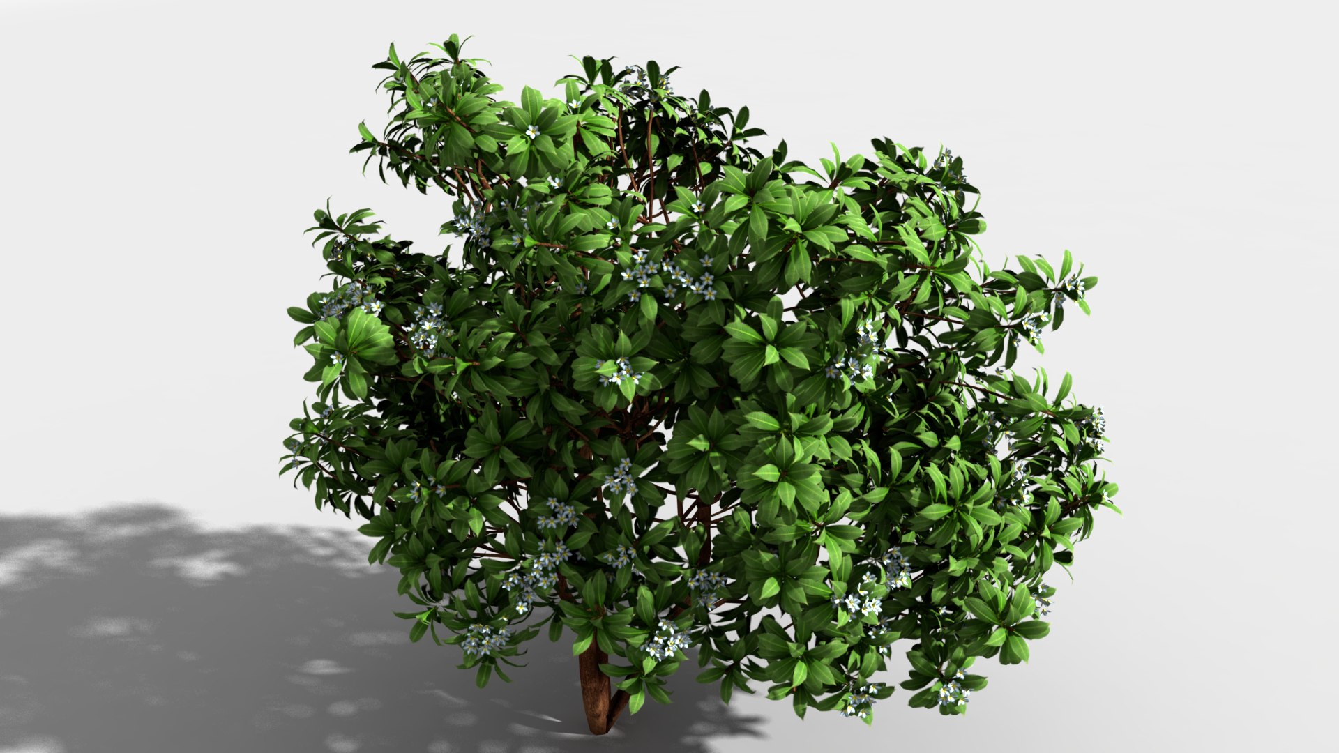 3d Indian Trees Model