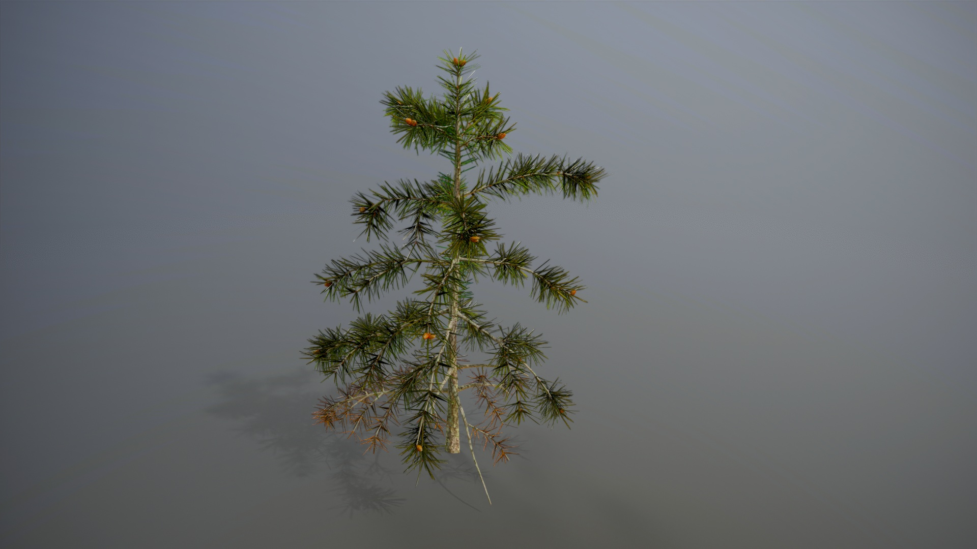 3D Model Spruce Sapling - TurboSquid 2198258
