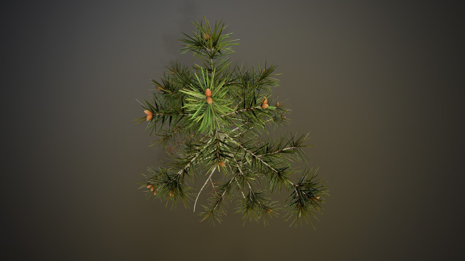 3D Model Spruce Sapling - TurboSquid 2198258