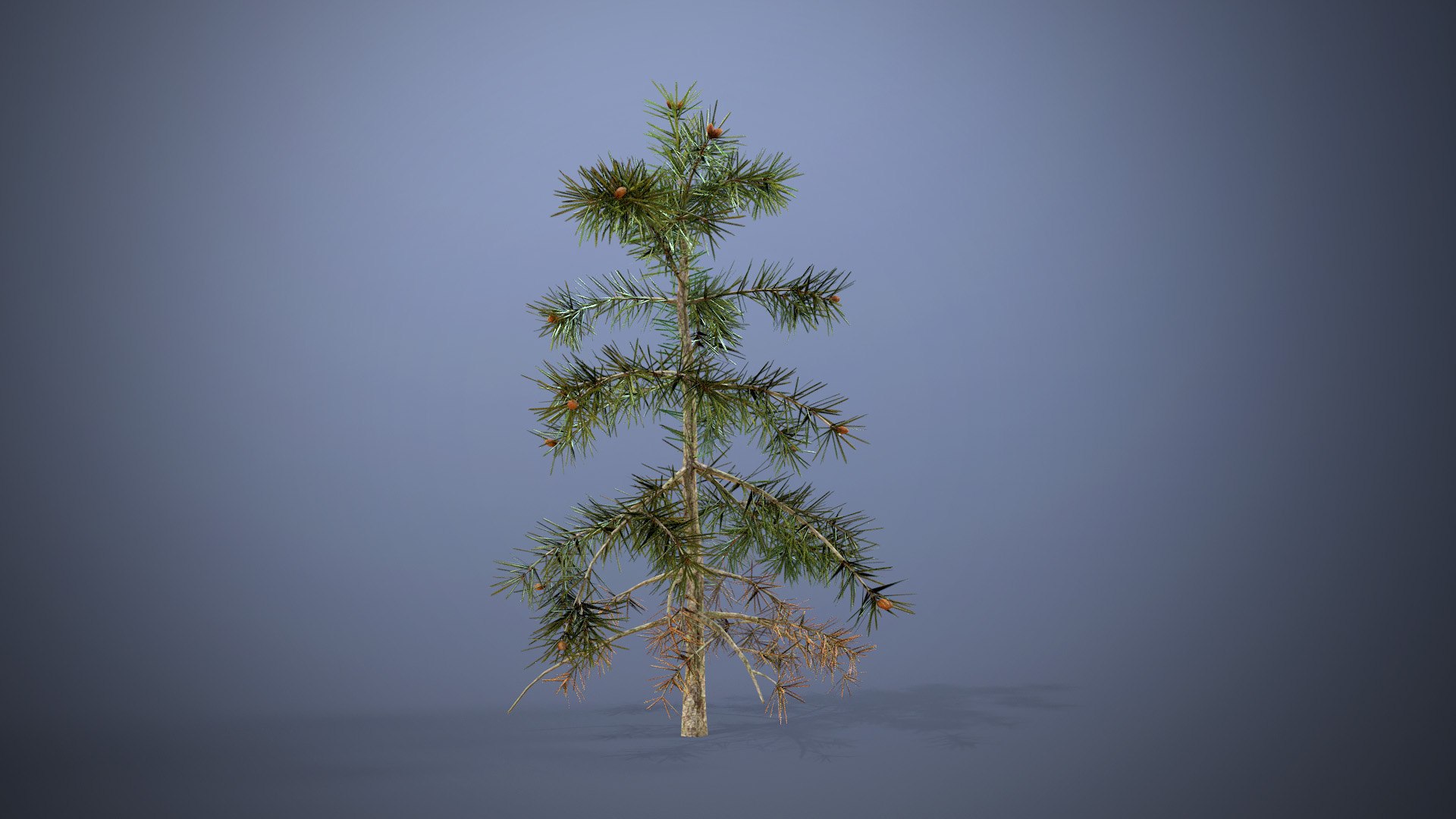 3D Model Spruce Sapling - TurboSquid 2198258