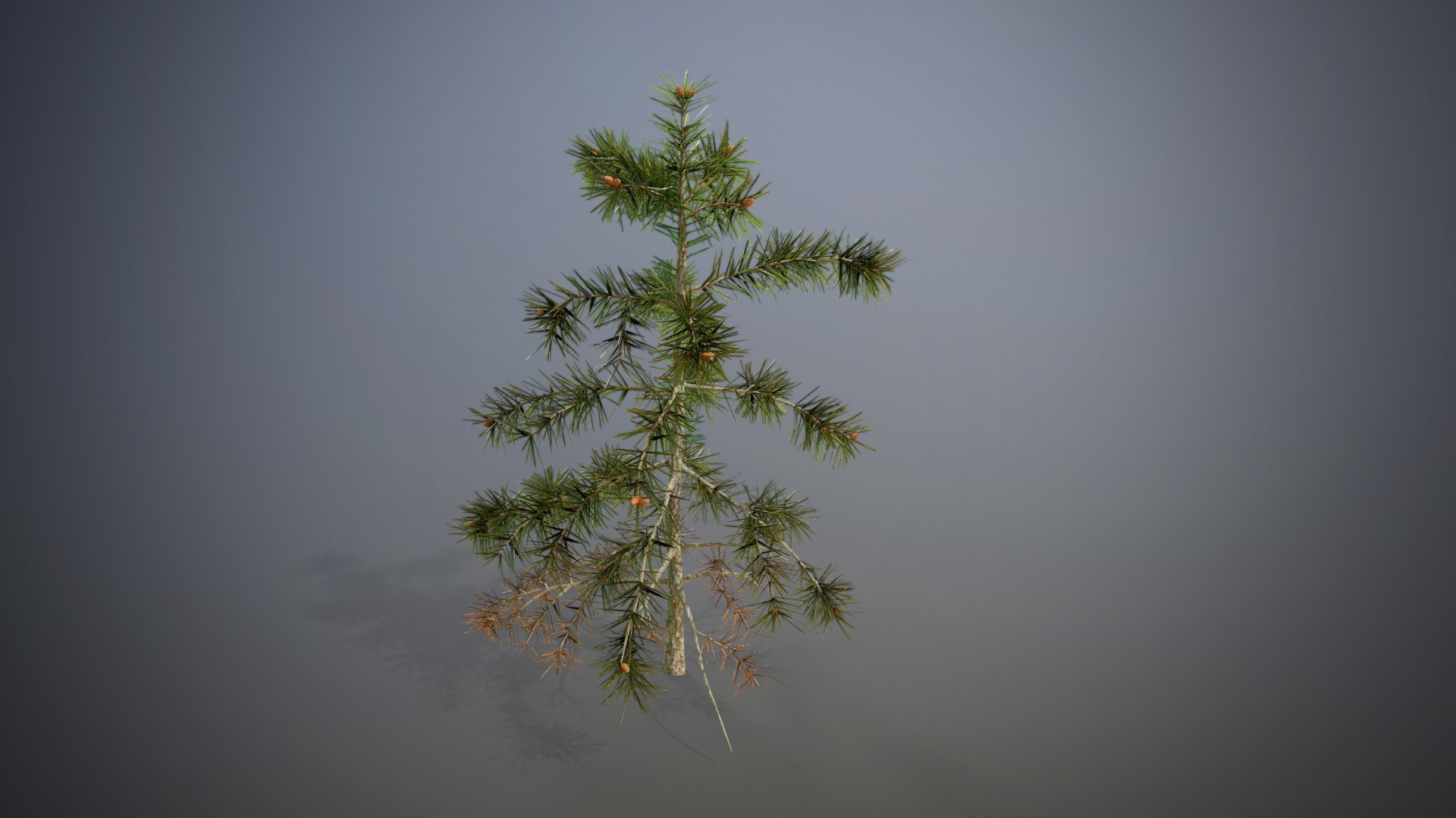 3D Model Spruce Sapling - TurboSquid 2198258