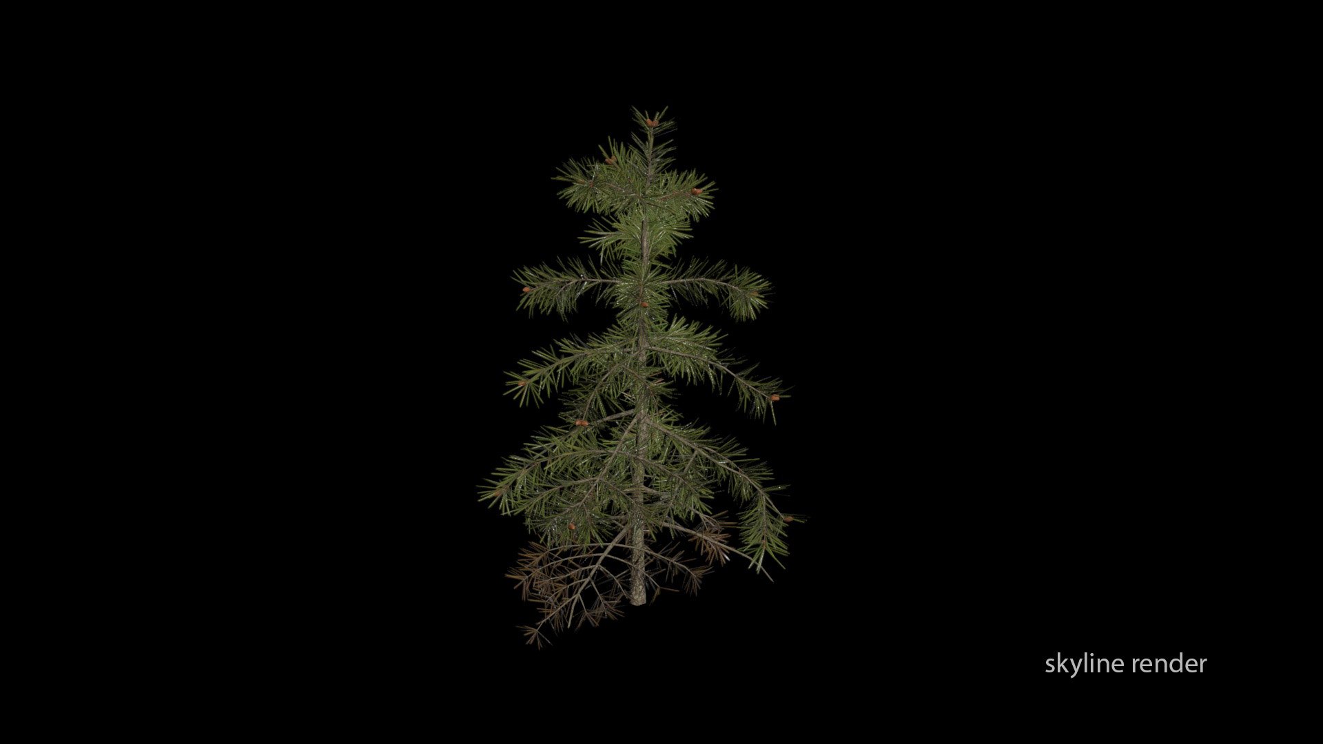3D Model Spruce Sapling - TurboSquid 2198258
