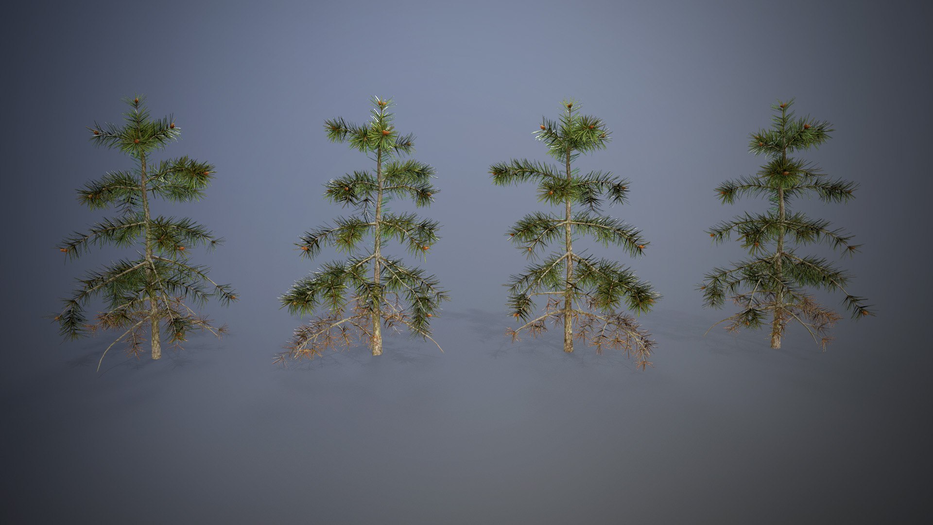 3D Model Spruce Sapling - TurboSquid 2198258