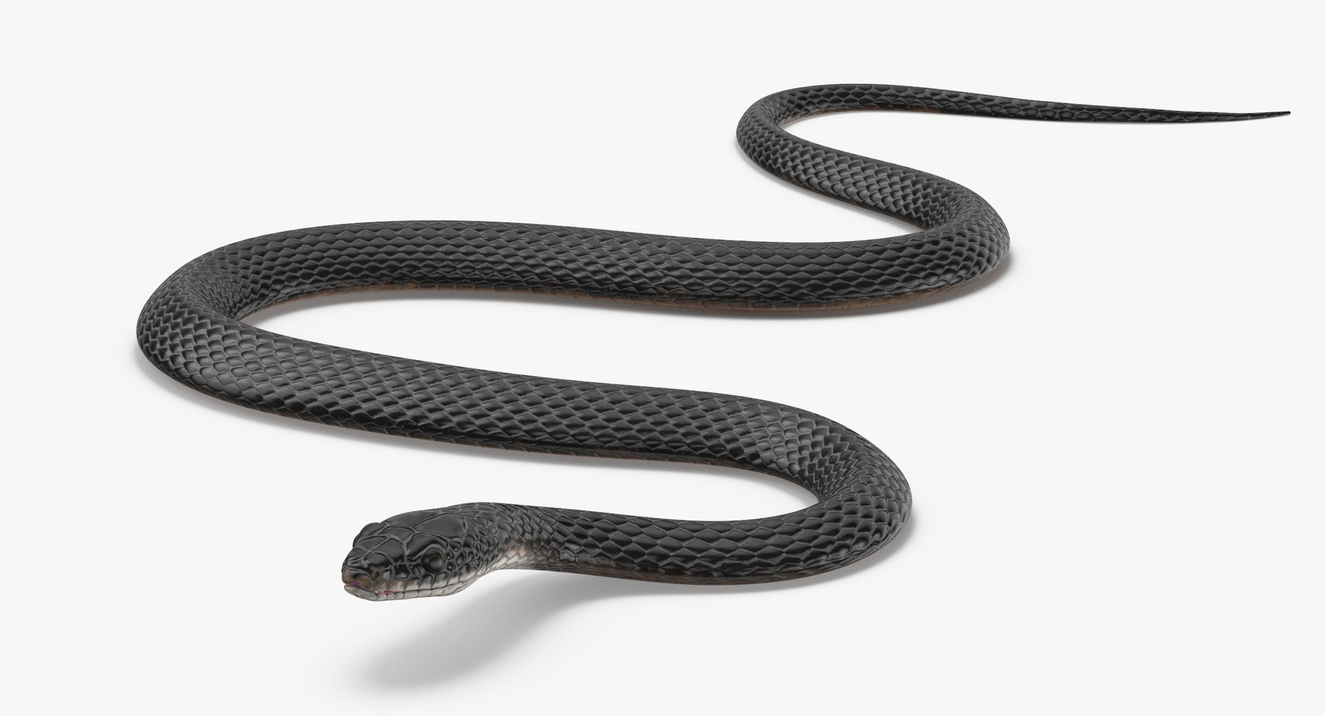 3d model black snake poses