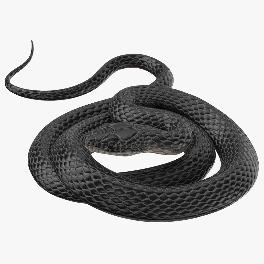 3d model black snake poses