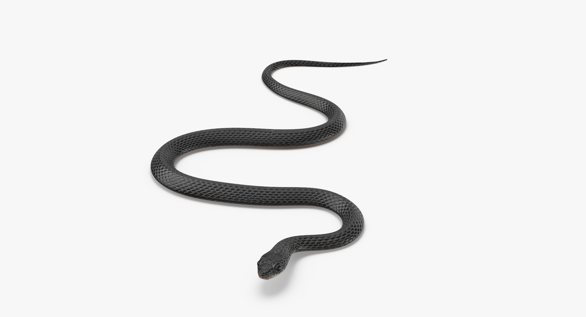 3d model black snake poses