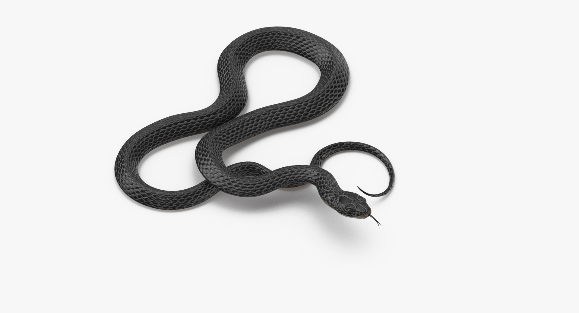 3d model black snake poses